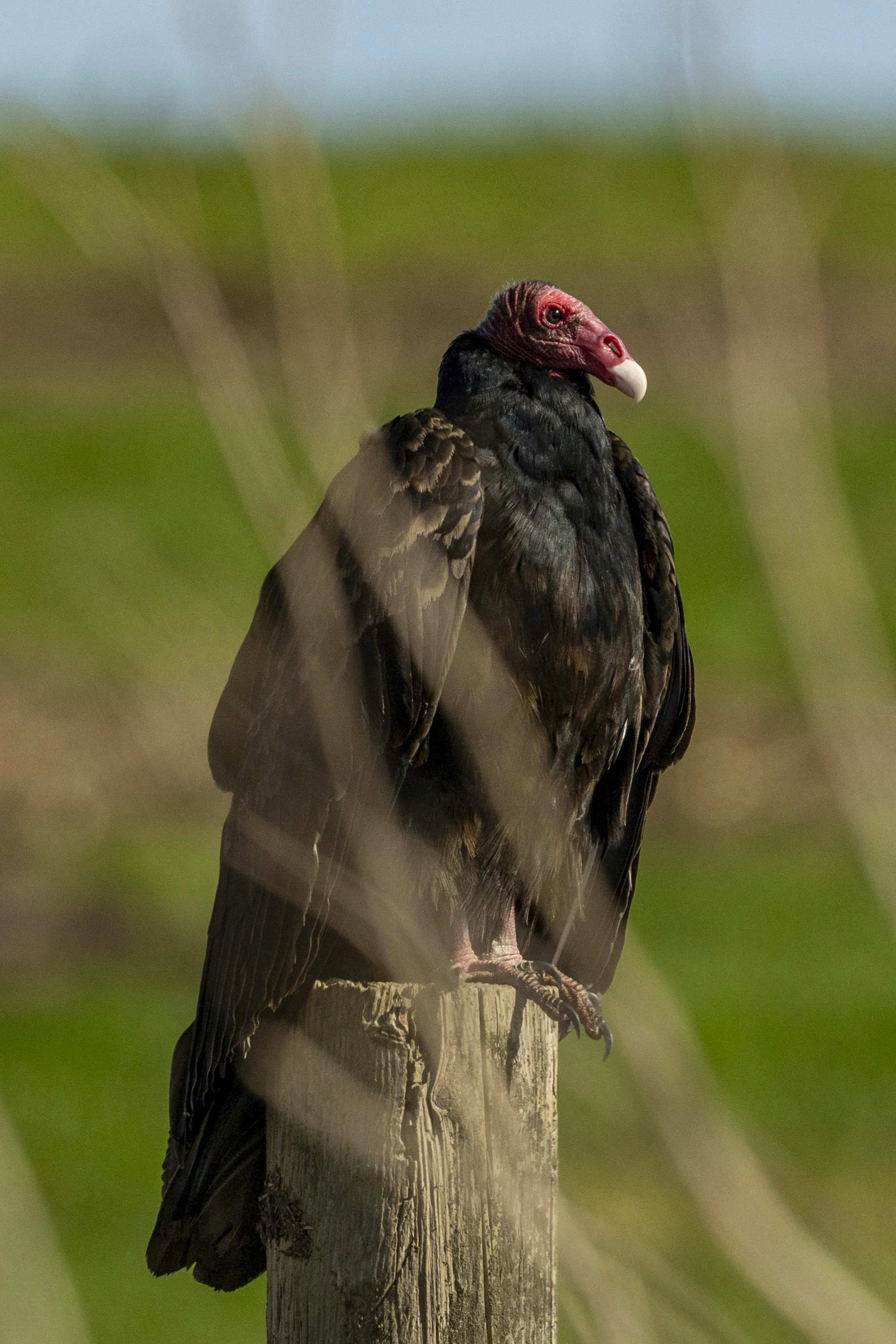 A turkey vulture perched on a wooden post.