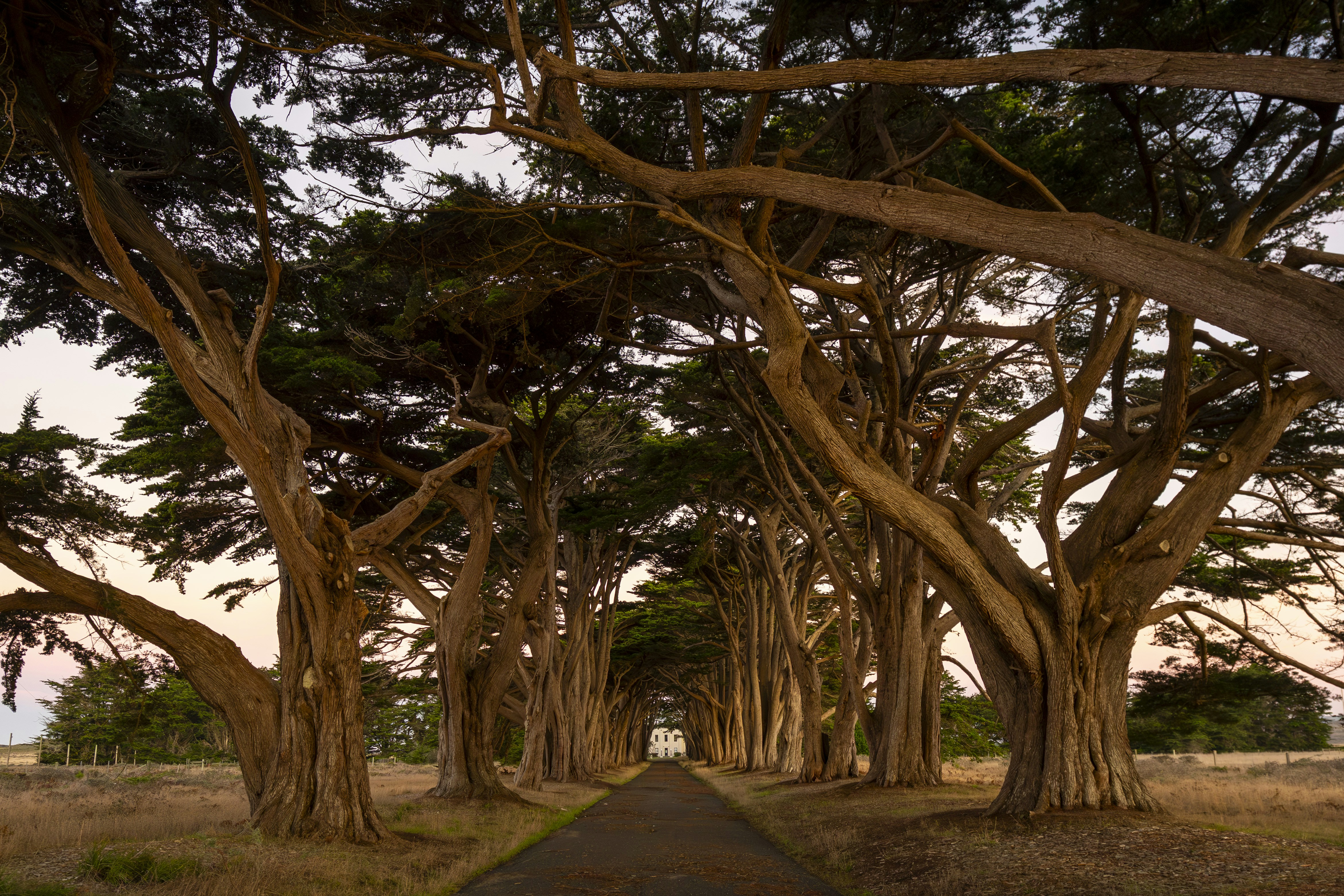 A pathway lined with tall, old trees