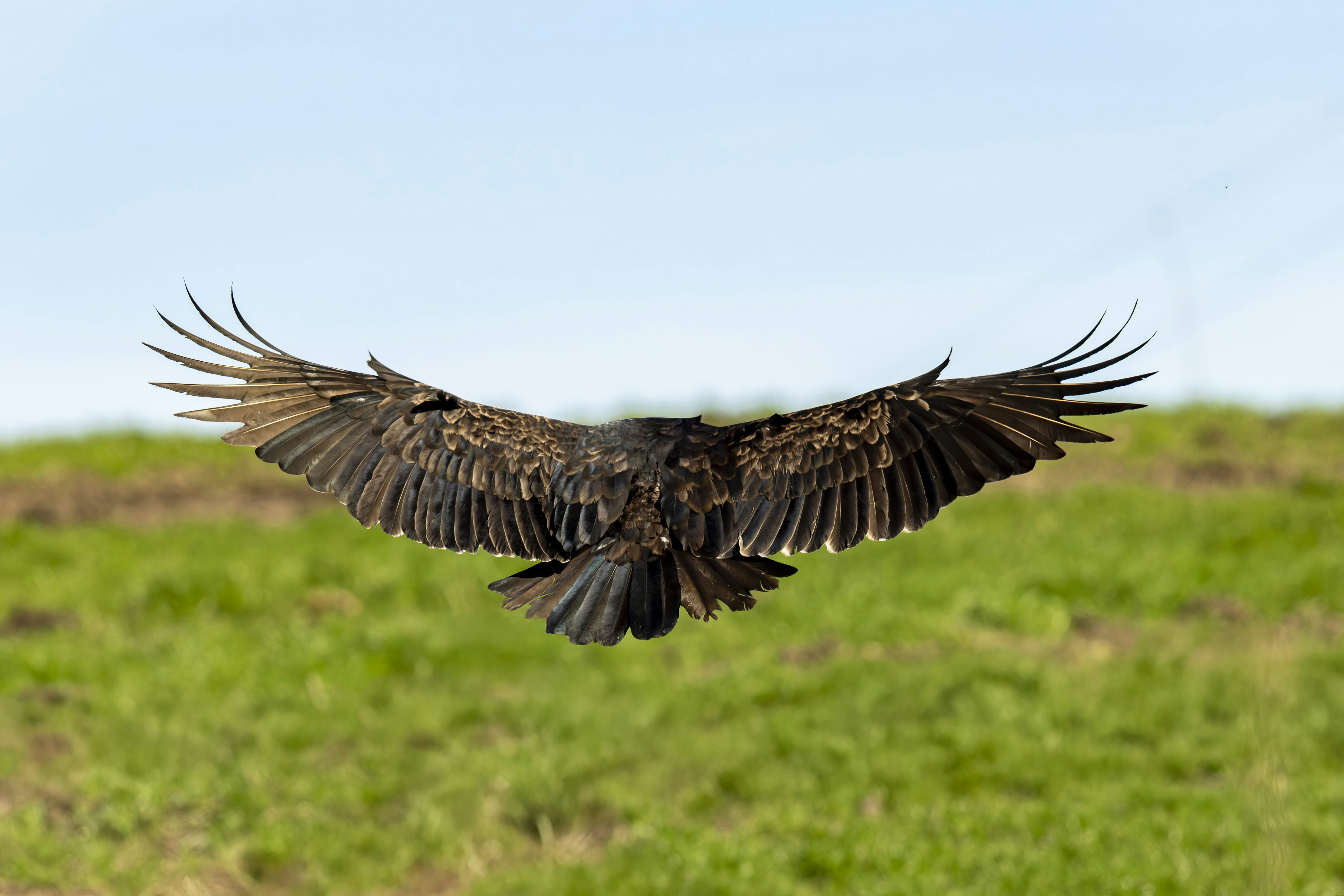 A black vulture flies with wings spread wide.