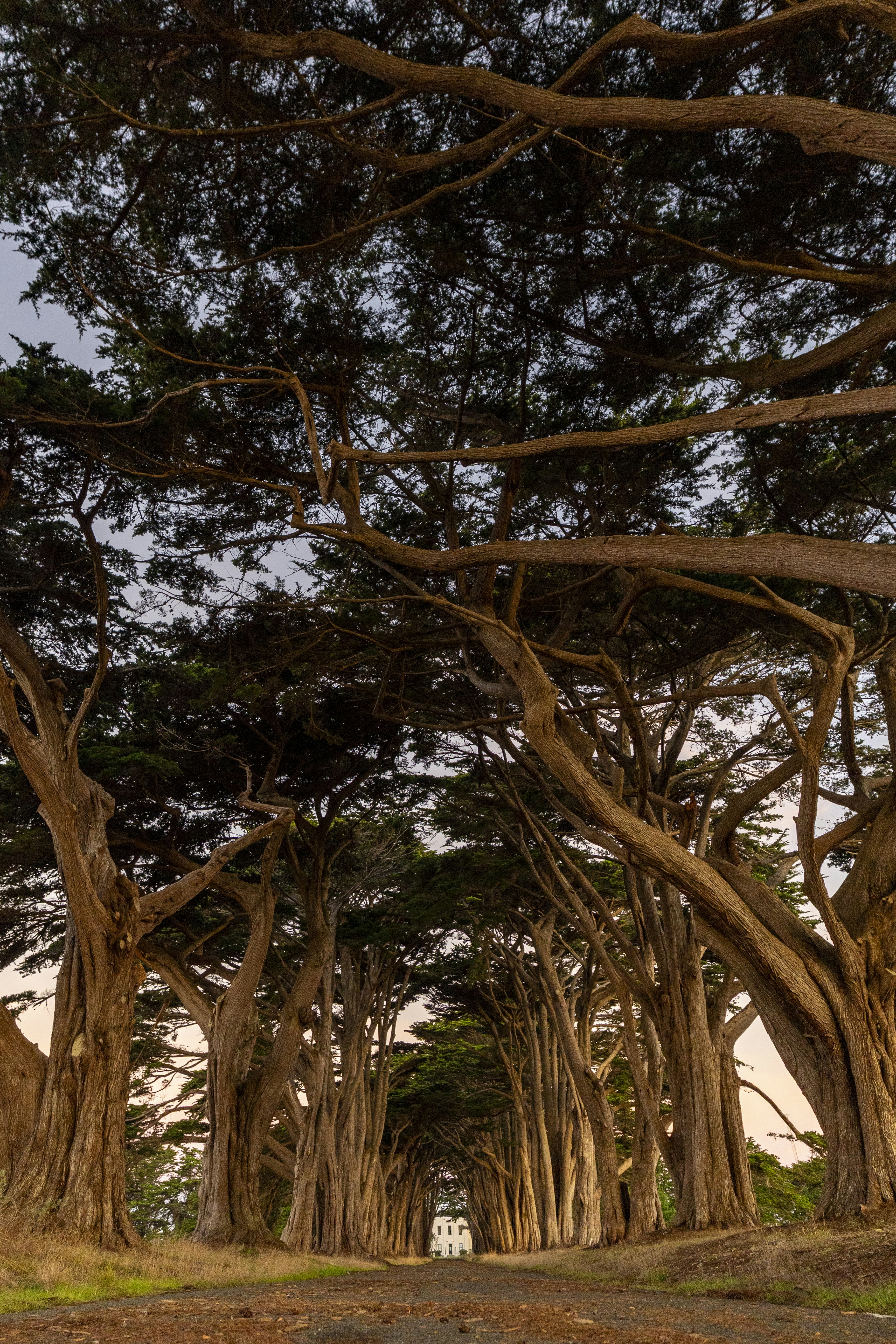 A pathway lined with cypress trees leading to a building