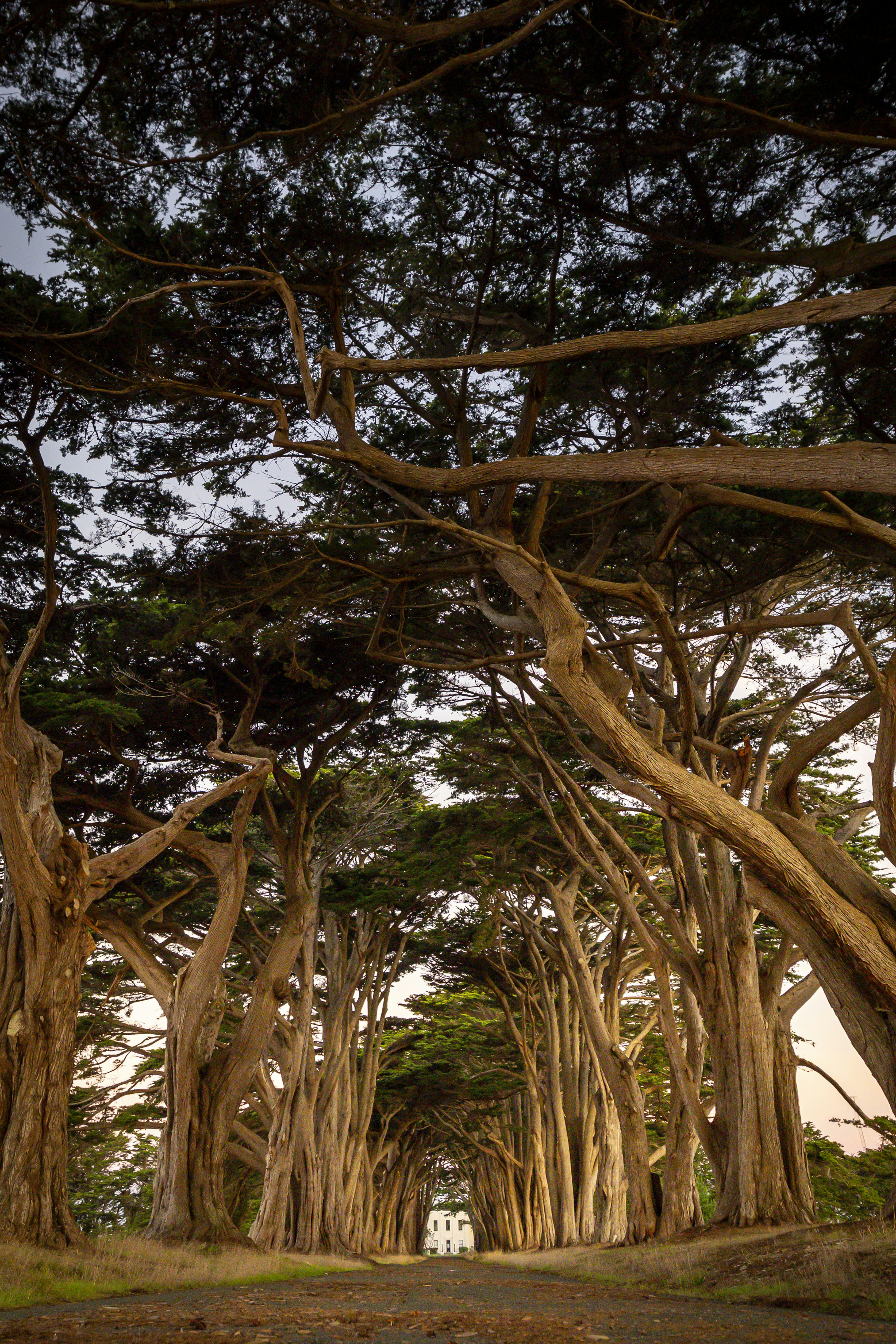 A pathway lined with tall, arching cypress trees.