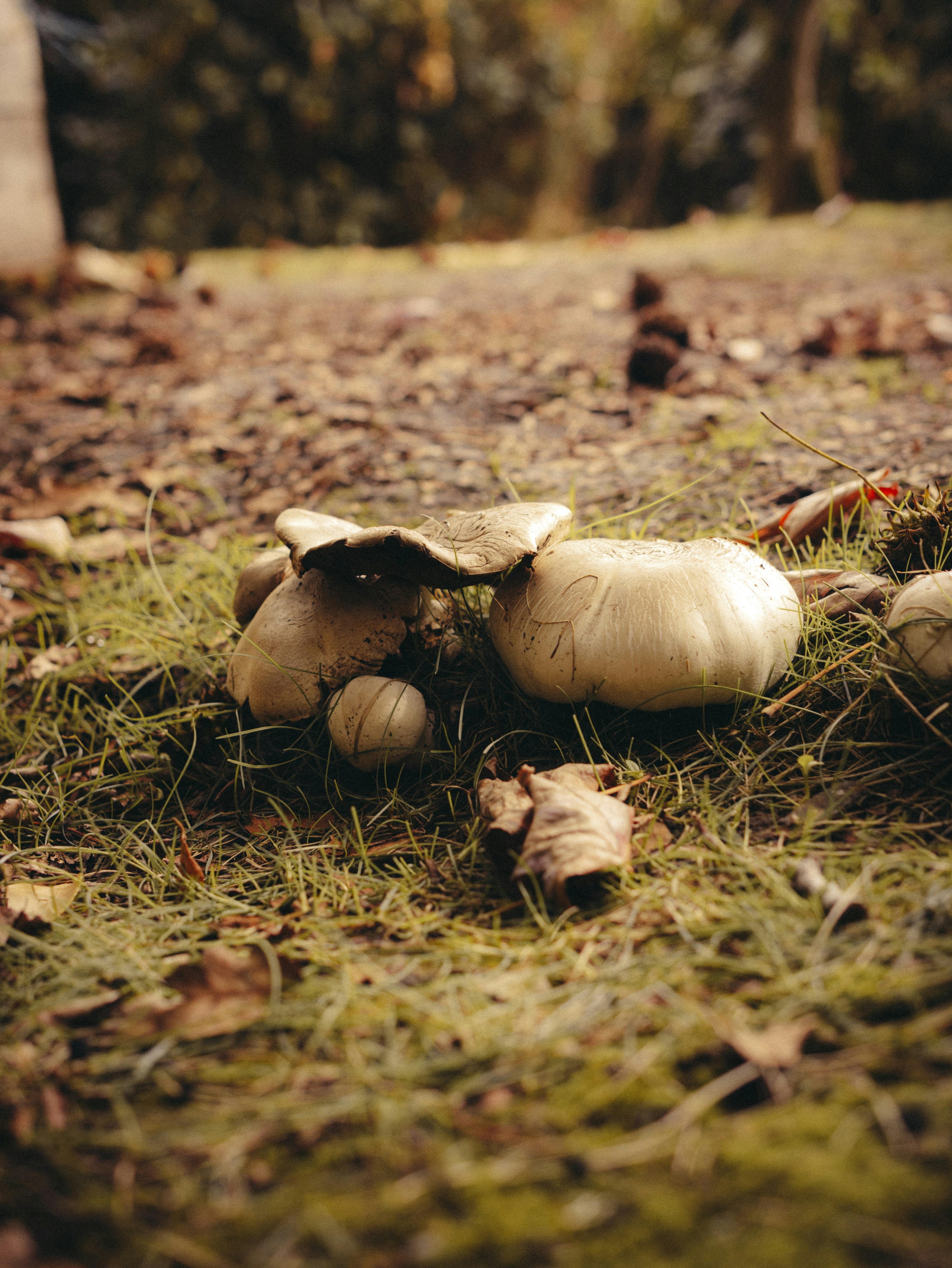 Whispering Fungi: White Mushrooms Nestle on a Mossy Forest Floor
