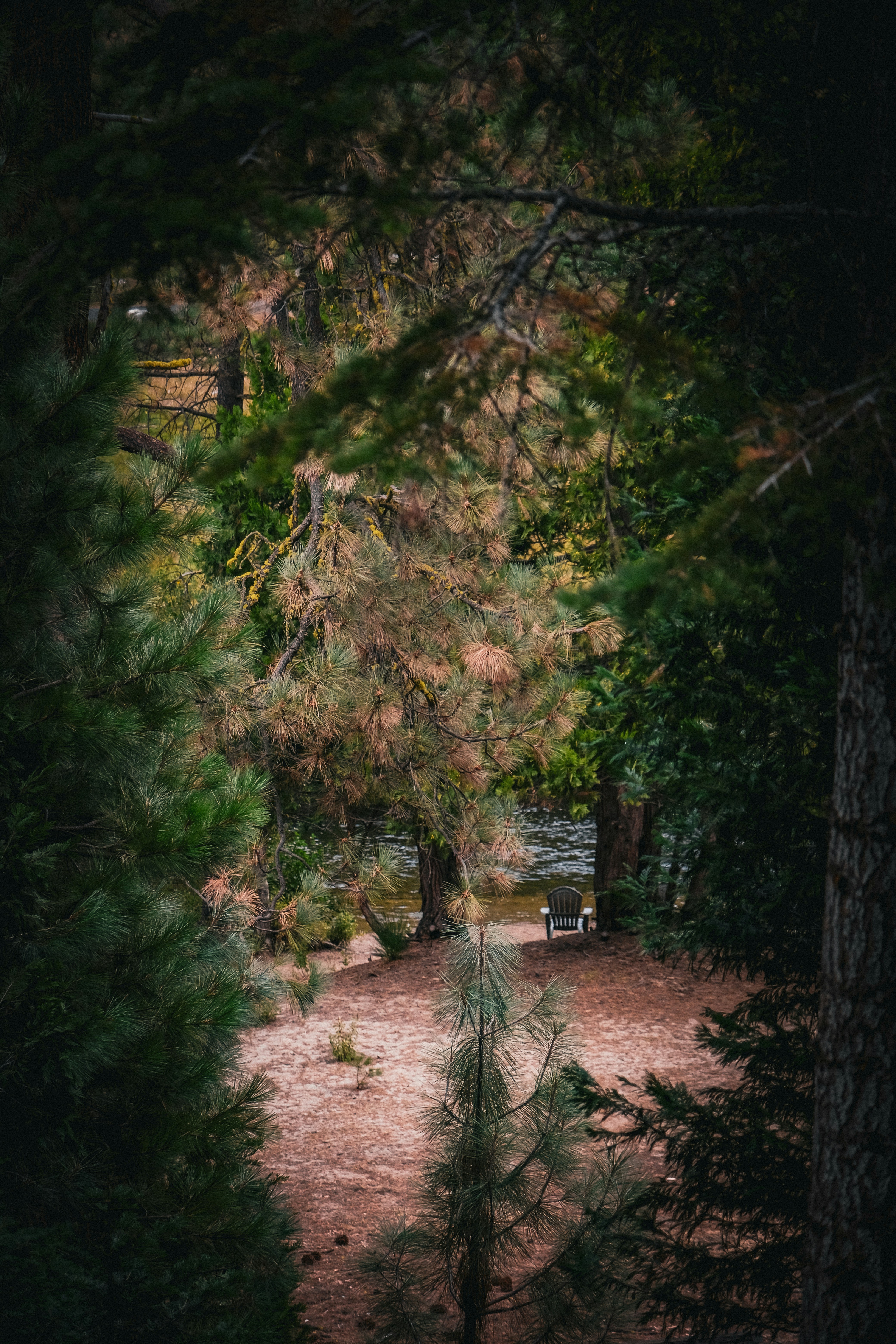 Liminal Clearing: A Lone Chair Framed by Pines by the Lake
