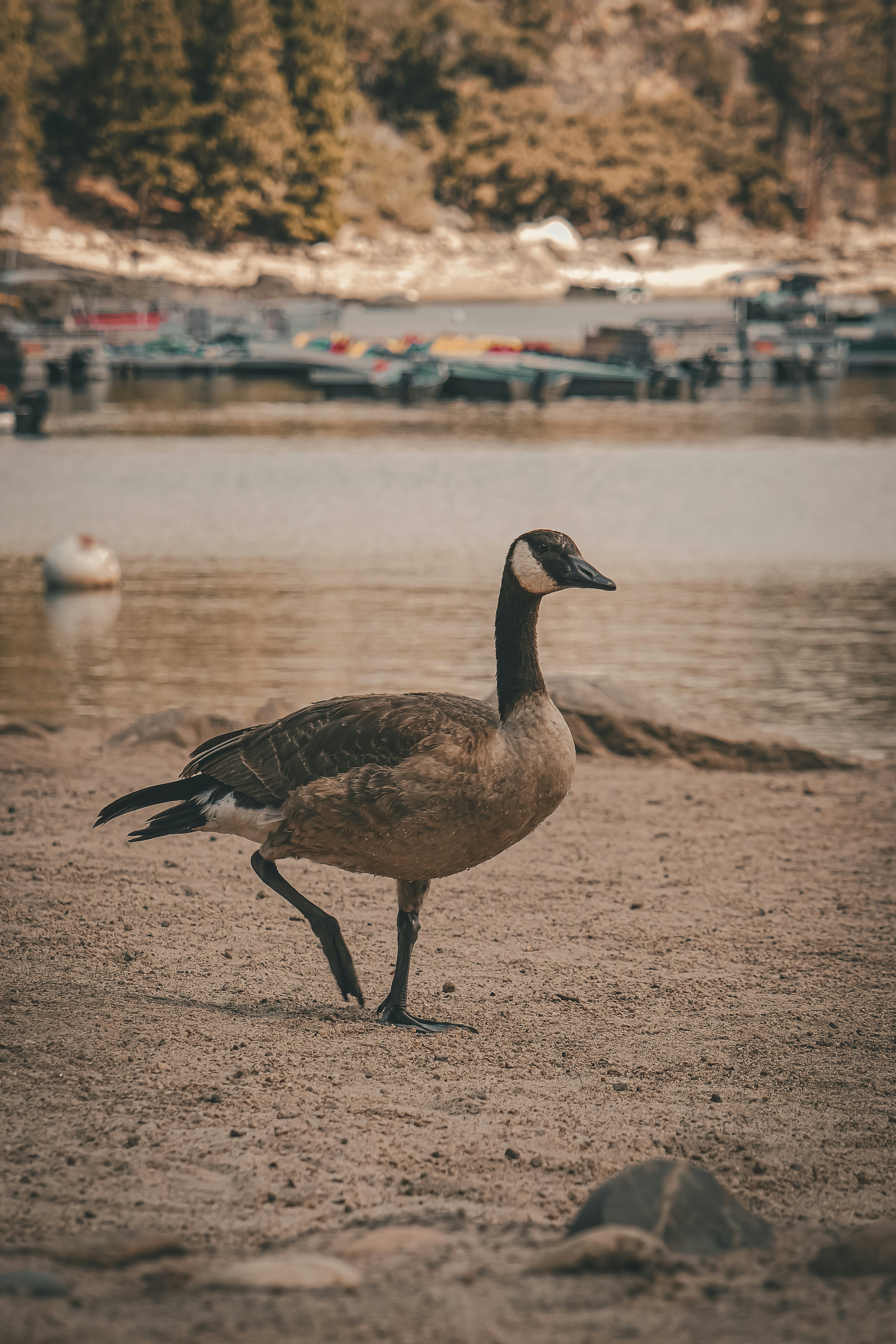 Harbor Sentinel: A solitary goose on the sun-warmed shore