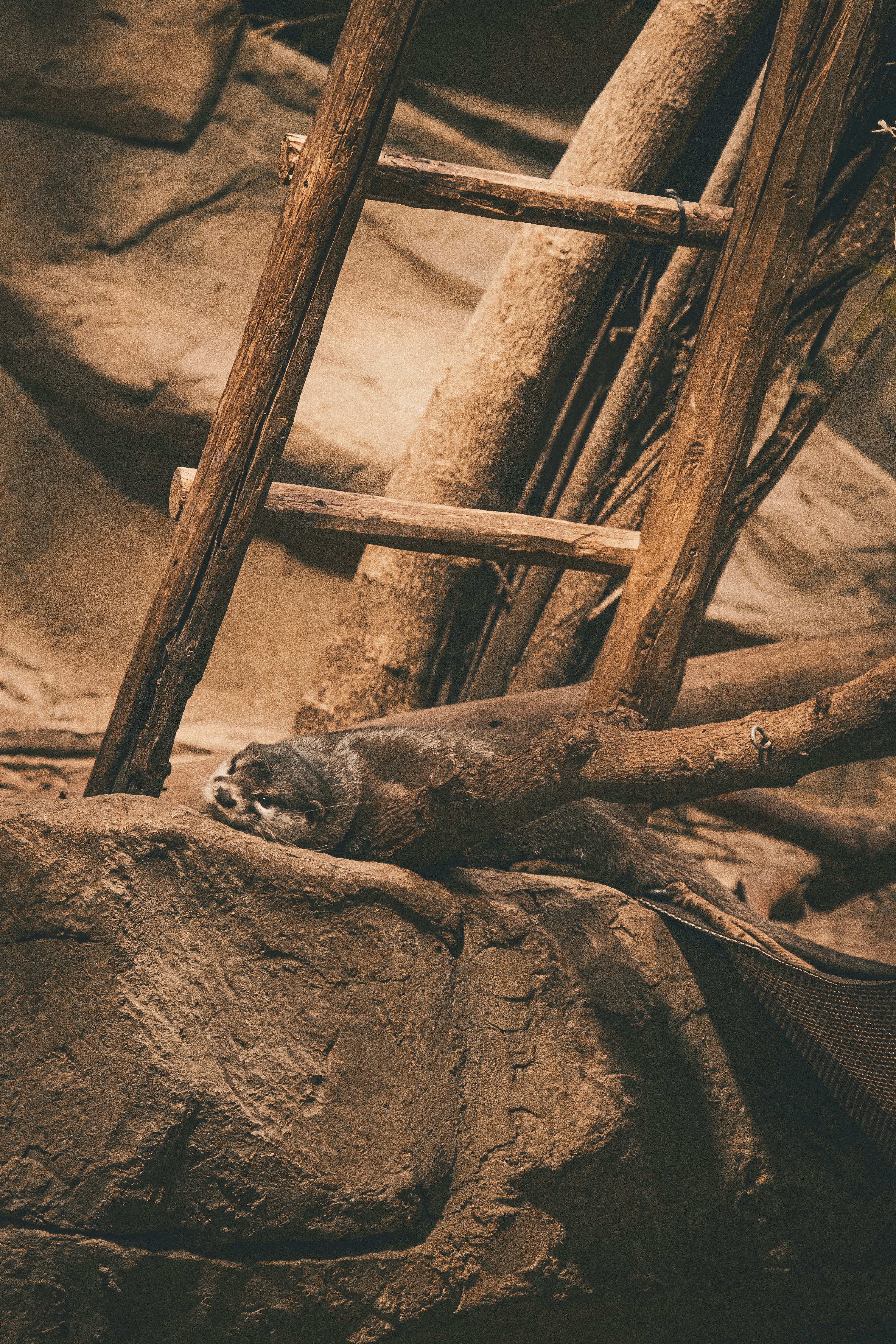 Warm-toned Sloth Resting Among Weathered Wood and Stone