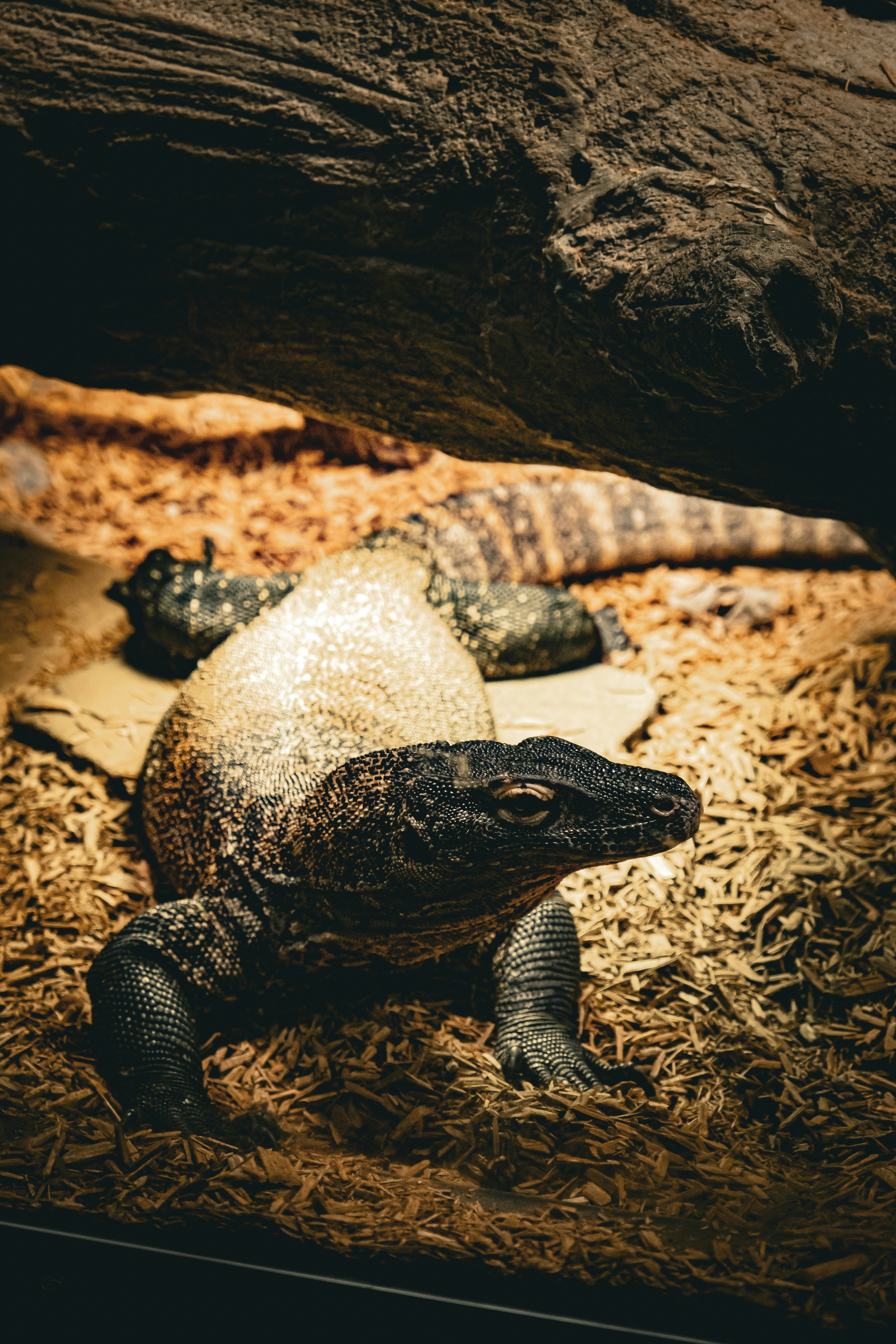 Speckled Monitor Lizard Beckons from a Sand-Flecked Hideout