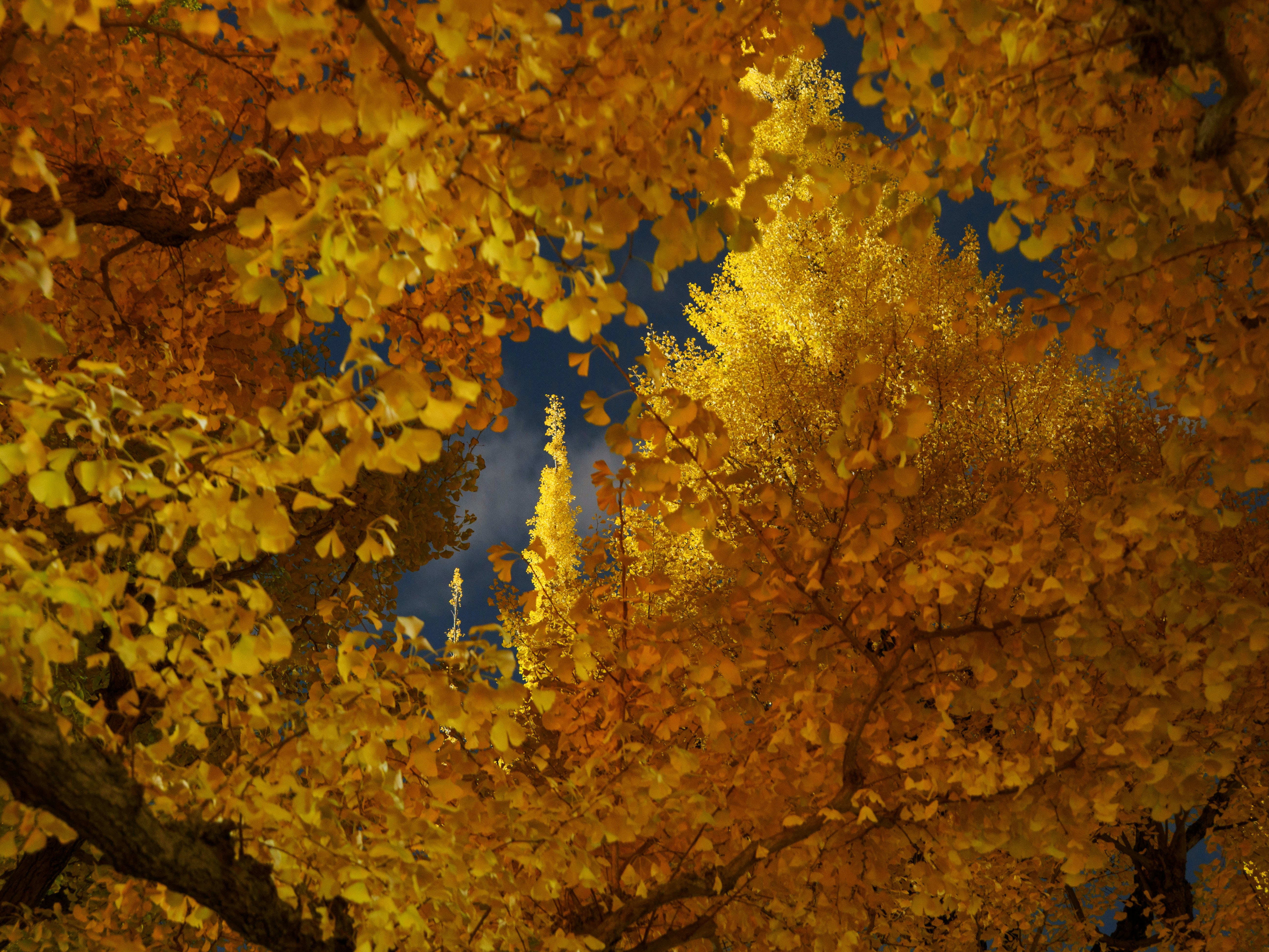 Autumn Crown: Golden Canopy Reaches Toward the Night Sky