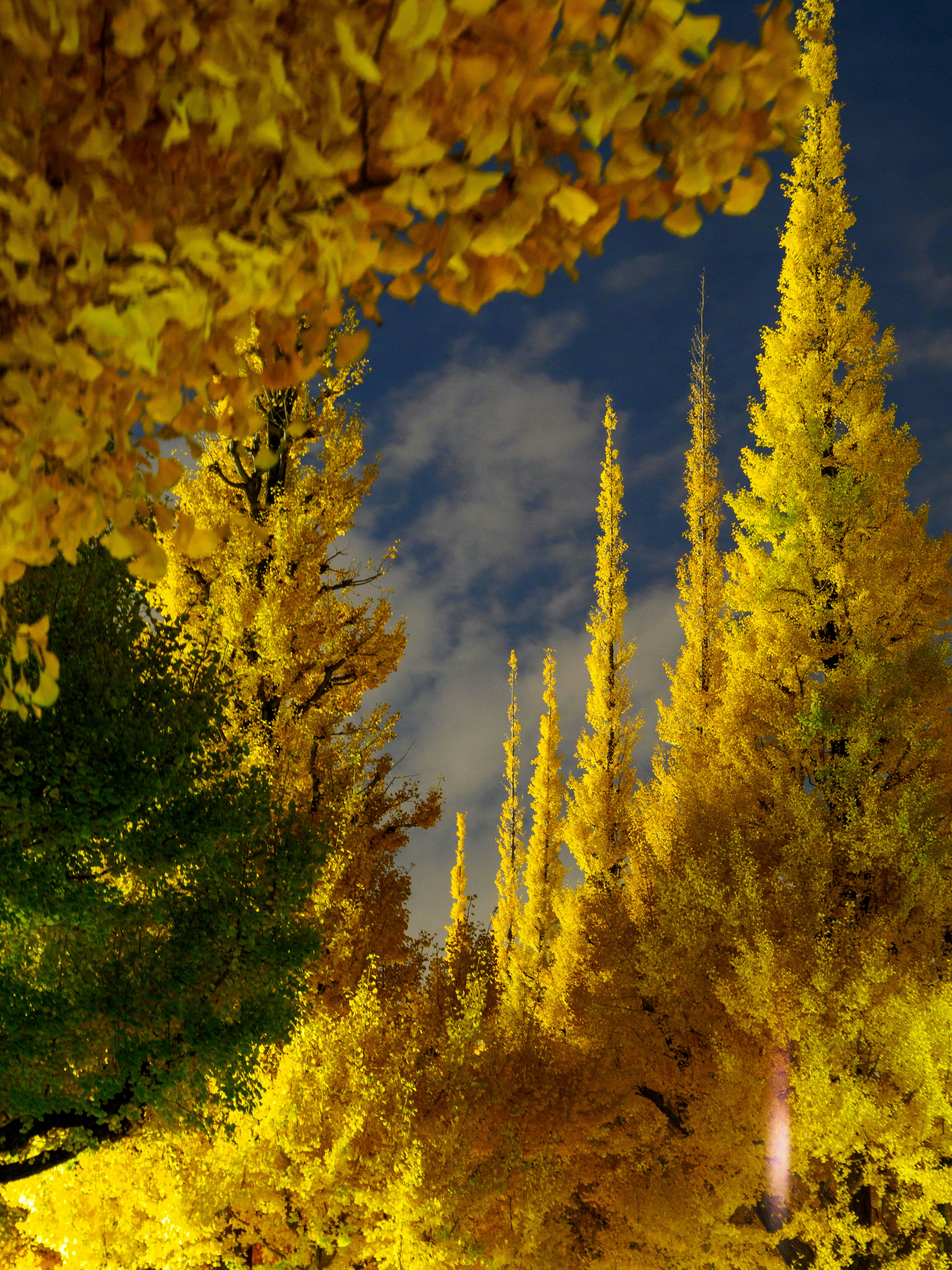Golden Ginkgo Avenue Under a Cobalt Autumn Sky
