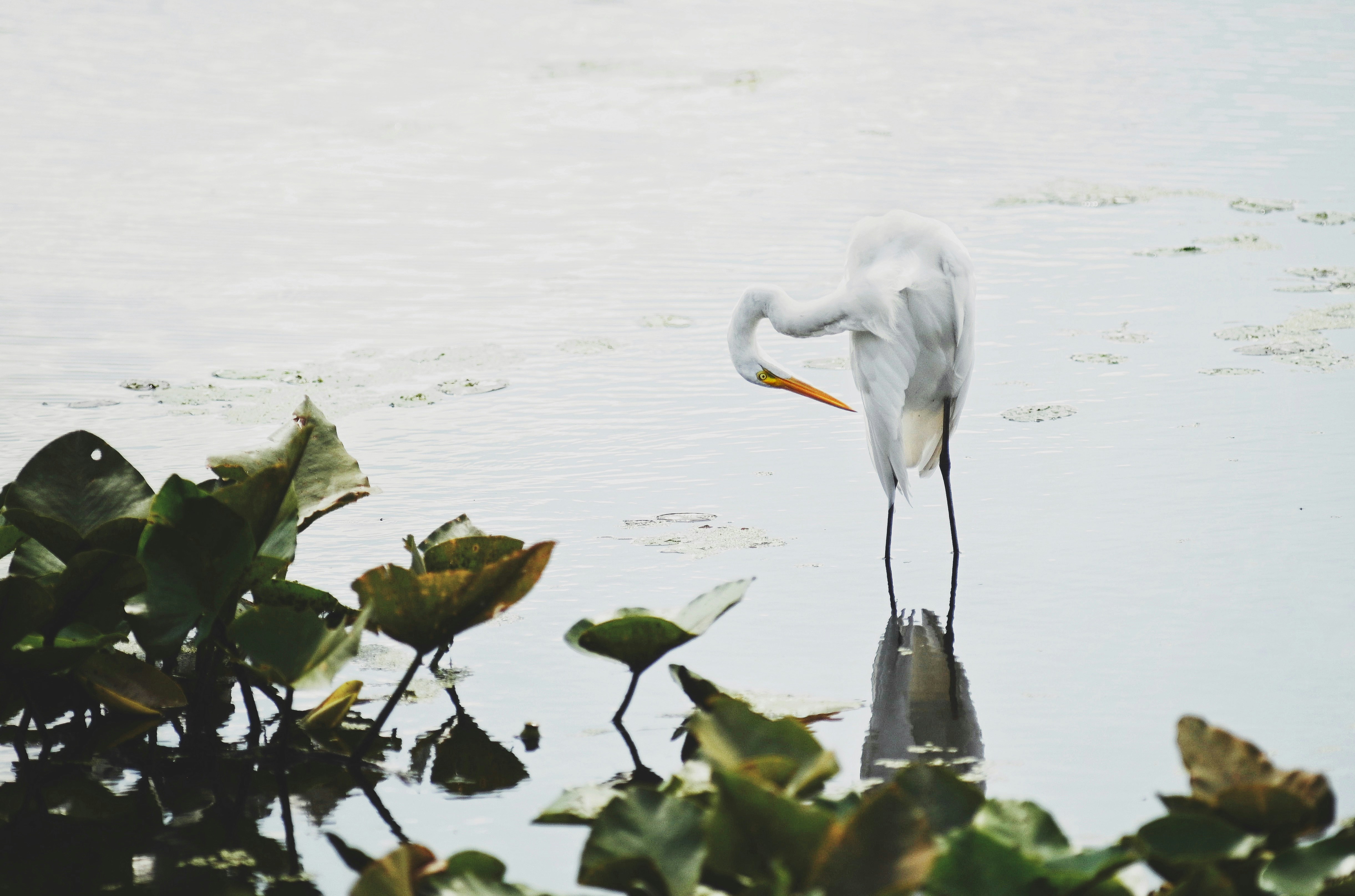 Quiet Light, White Heron Among Floating Lilies