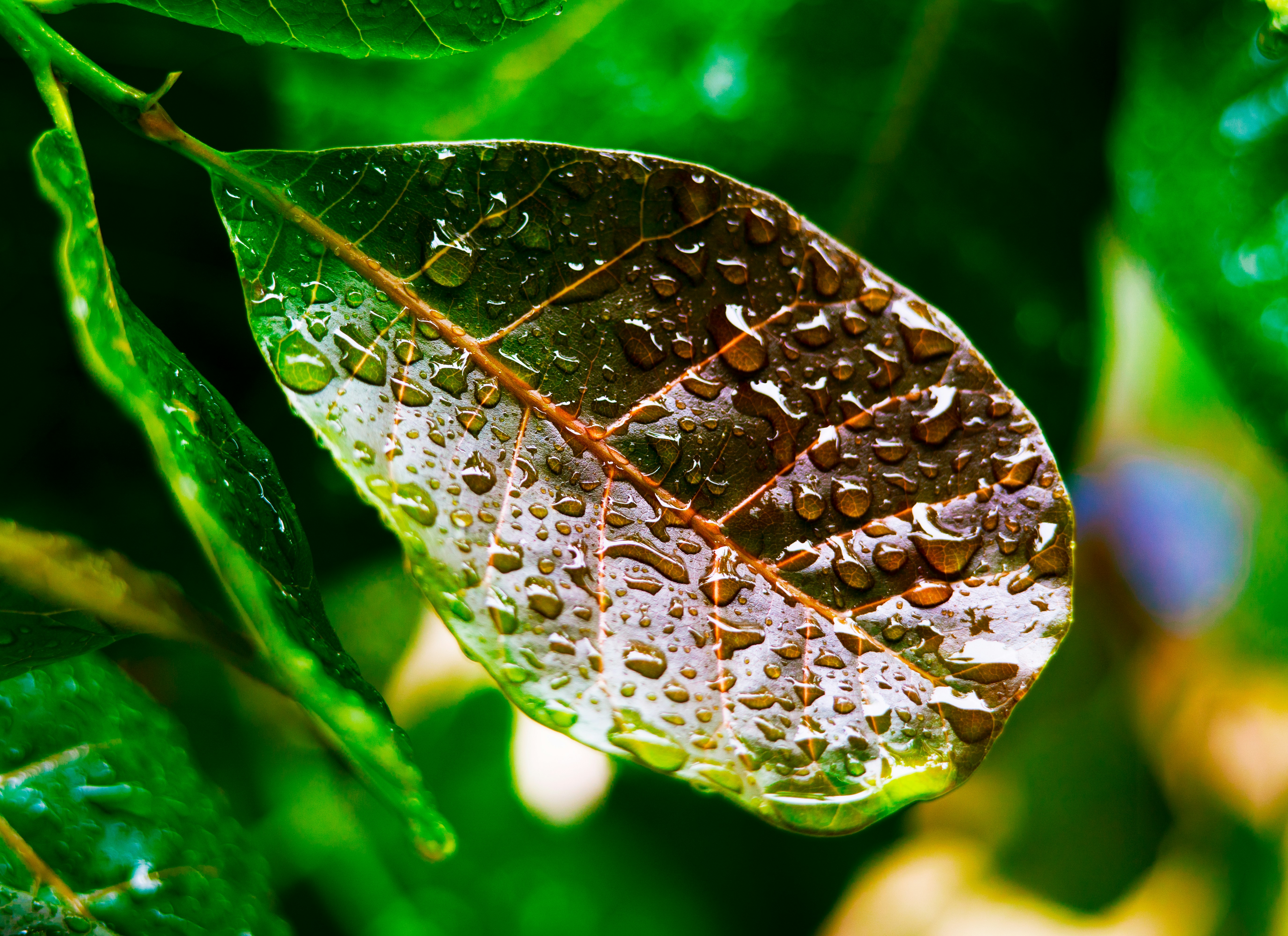 Dew-Glazed Veins: Close-Up of a Rain-Kissed Leaf