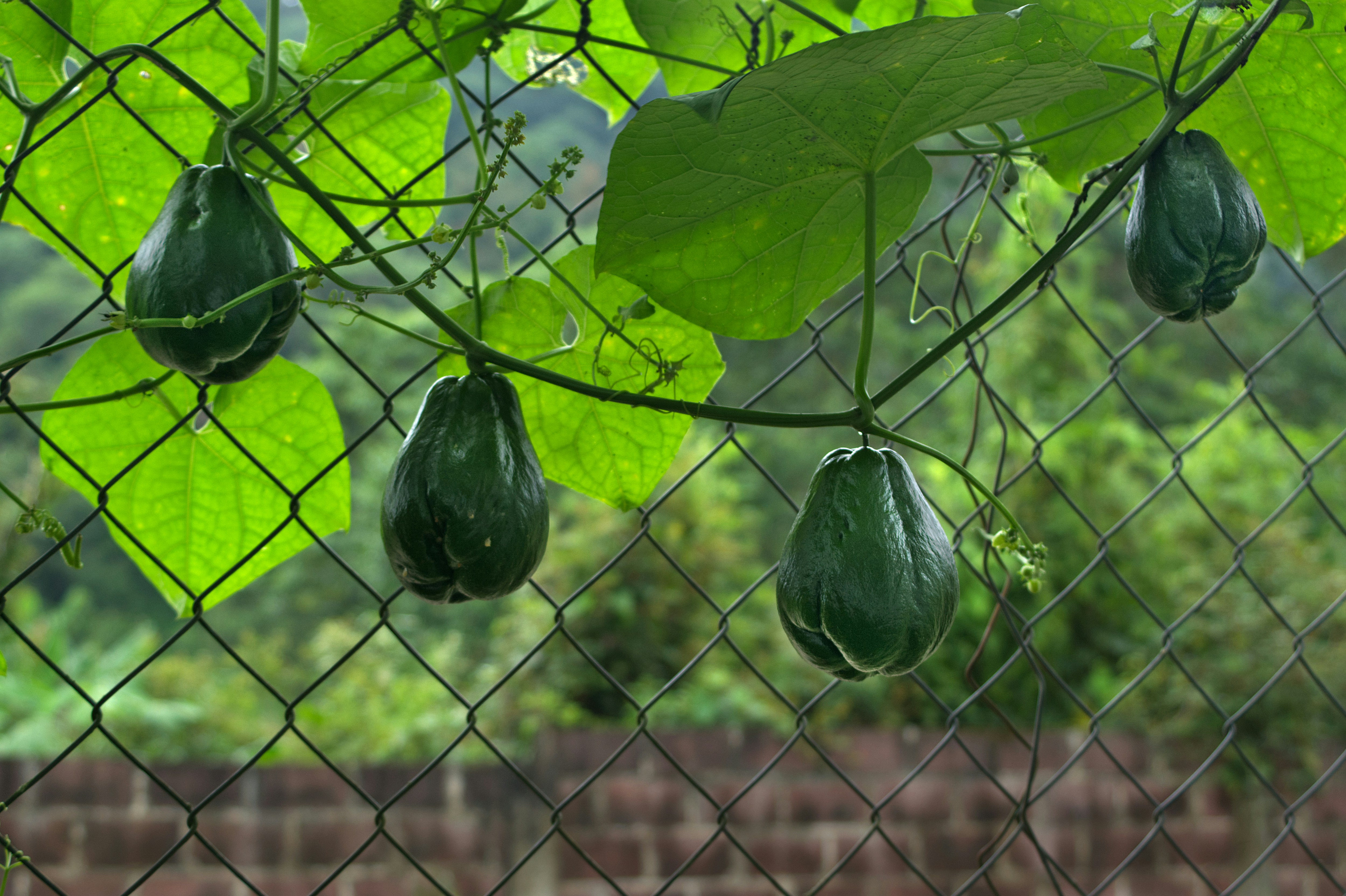 Green Orbs Behind the Chain-Link Fence