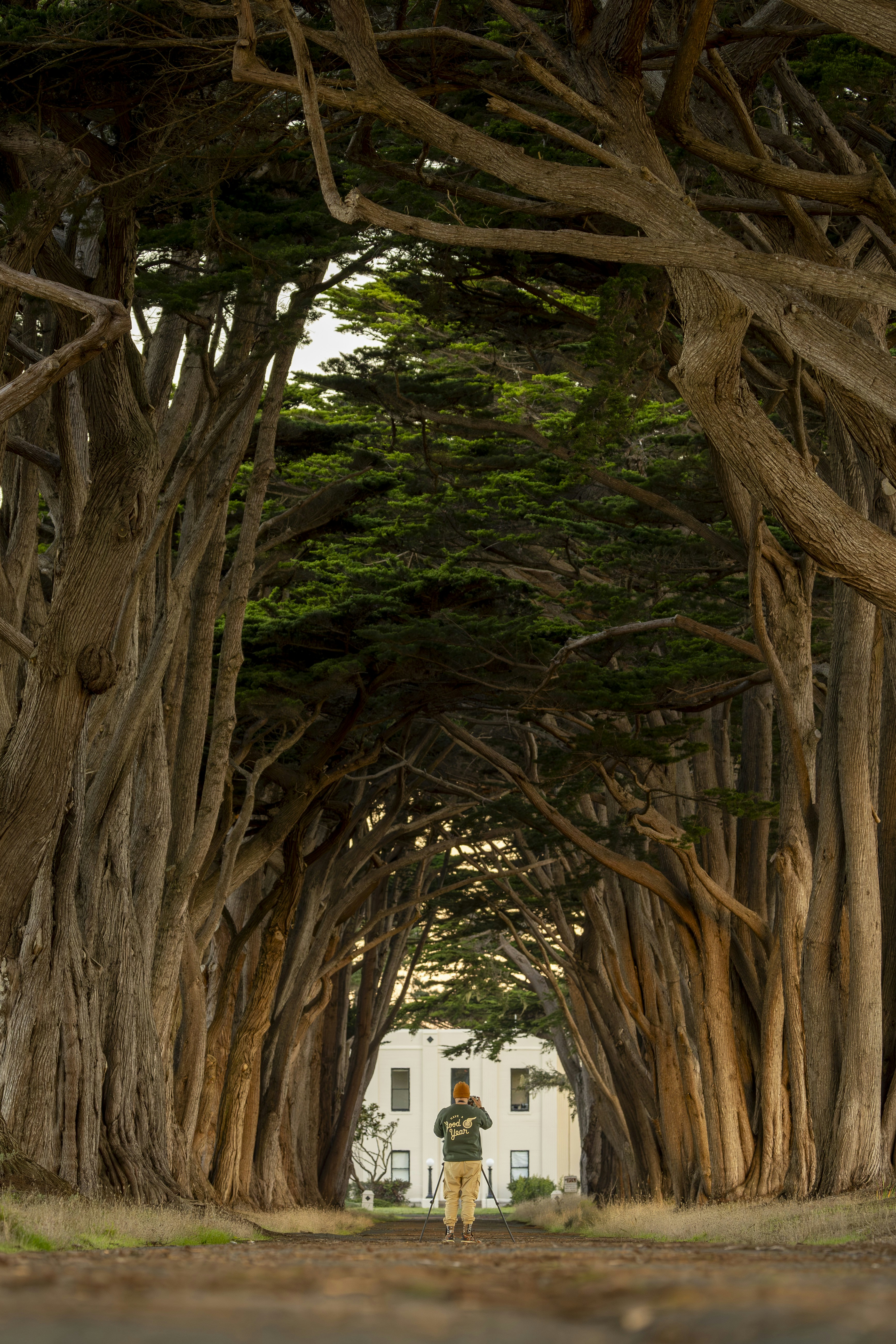 The Living Tunnel: A lone figure at the end of an arched wood corridor