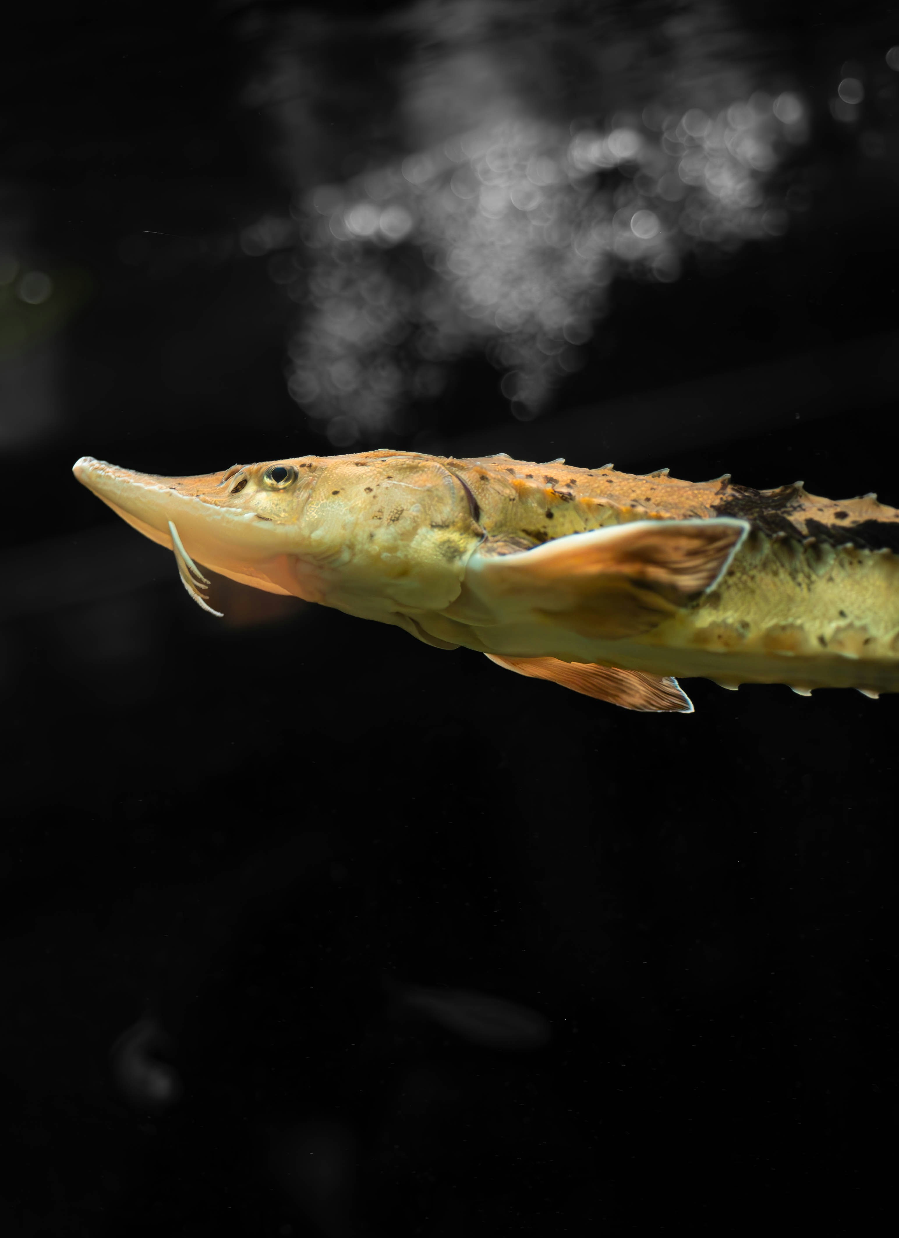 Sturgeon in a fish-tank.