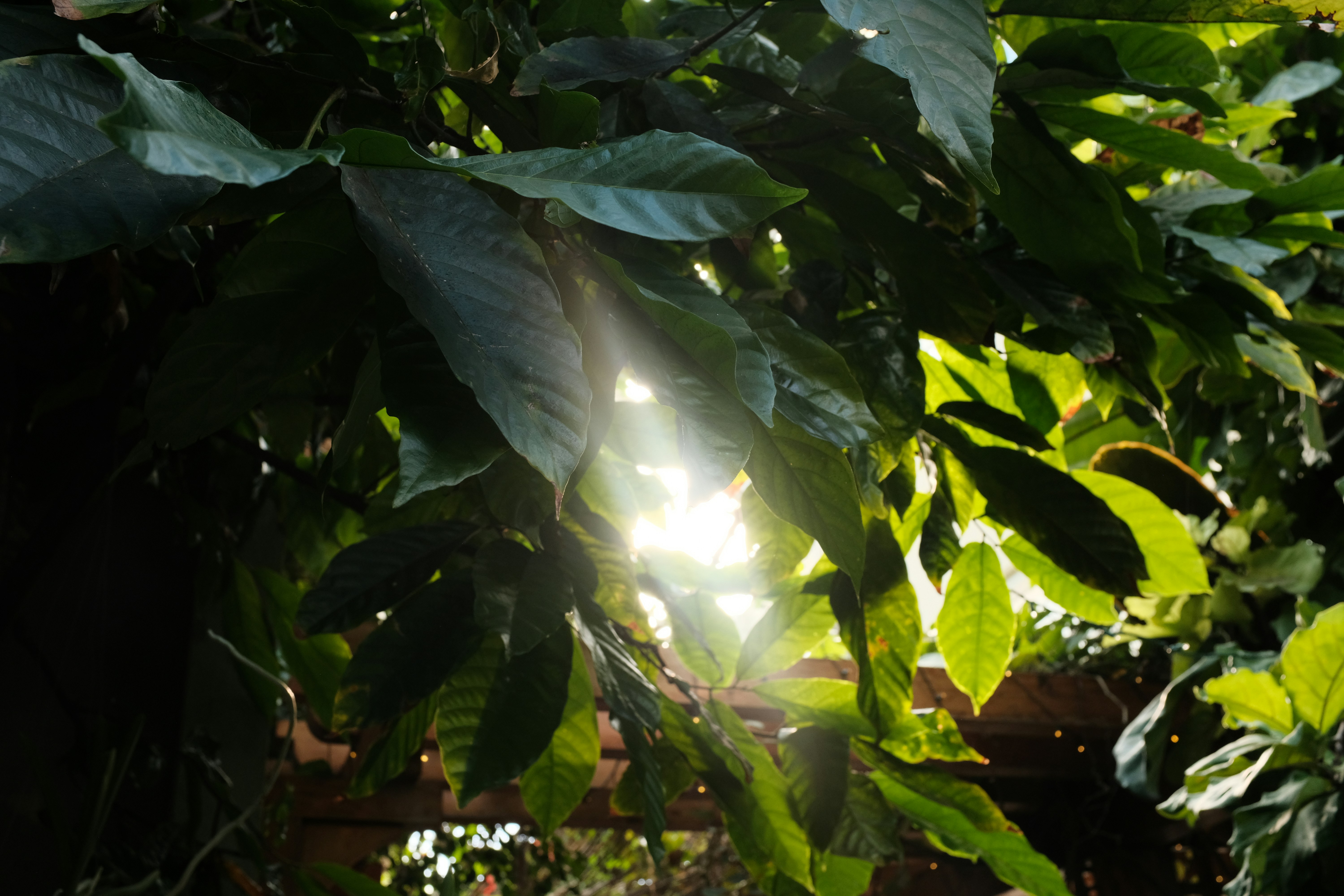 Sunburst Through Green Canopy: Backlit Leaves in Quiet Foliage