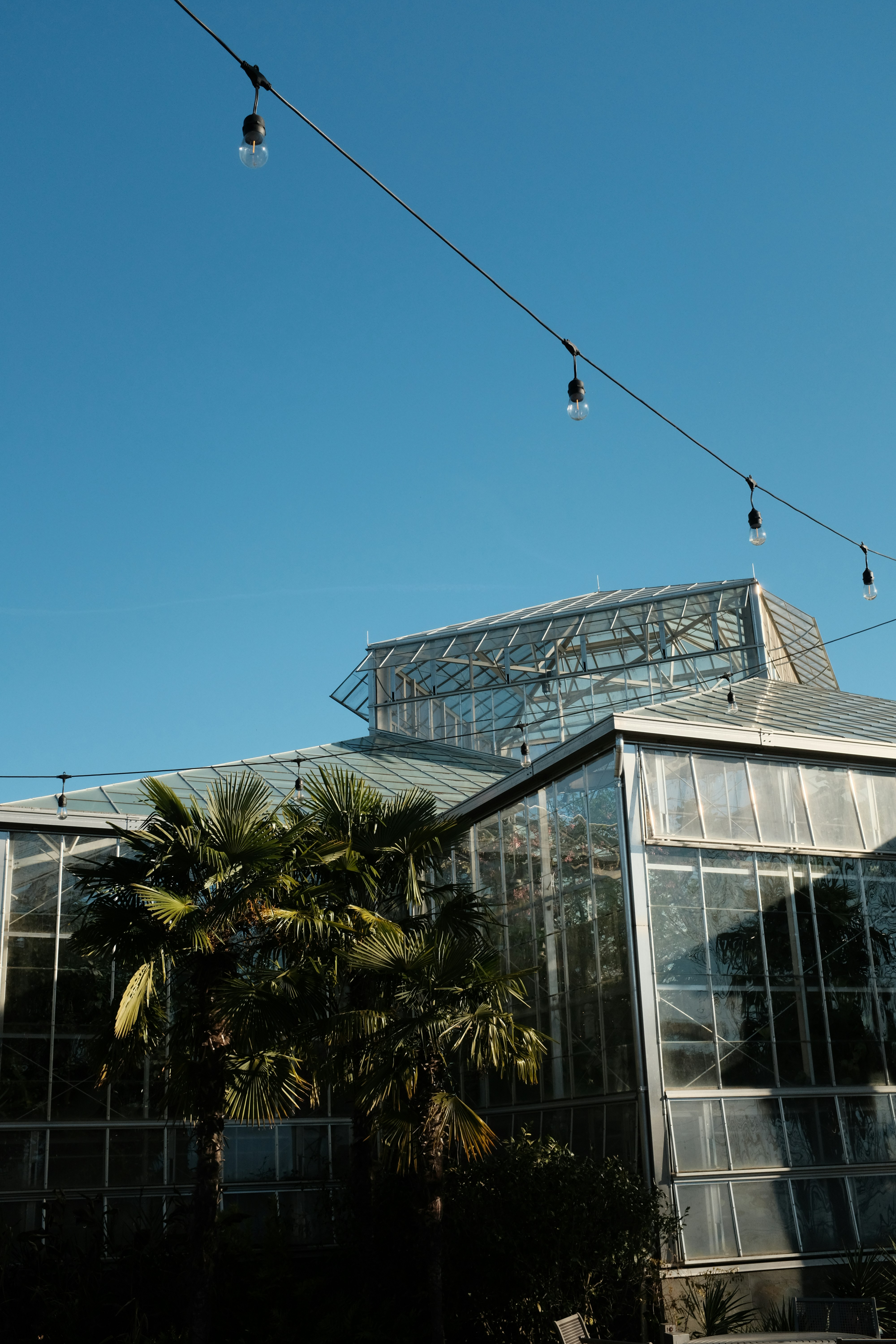 Azure Glasshouse: Diagonal Bulbs and Palm Fronds Beneath a Pristine Sky