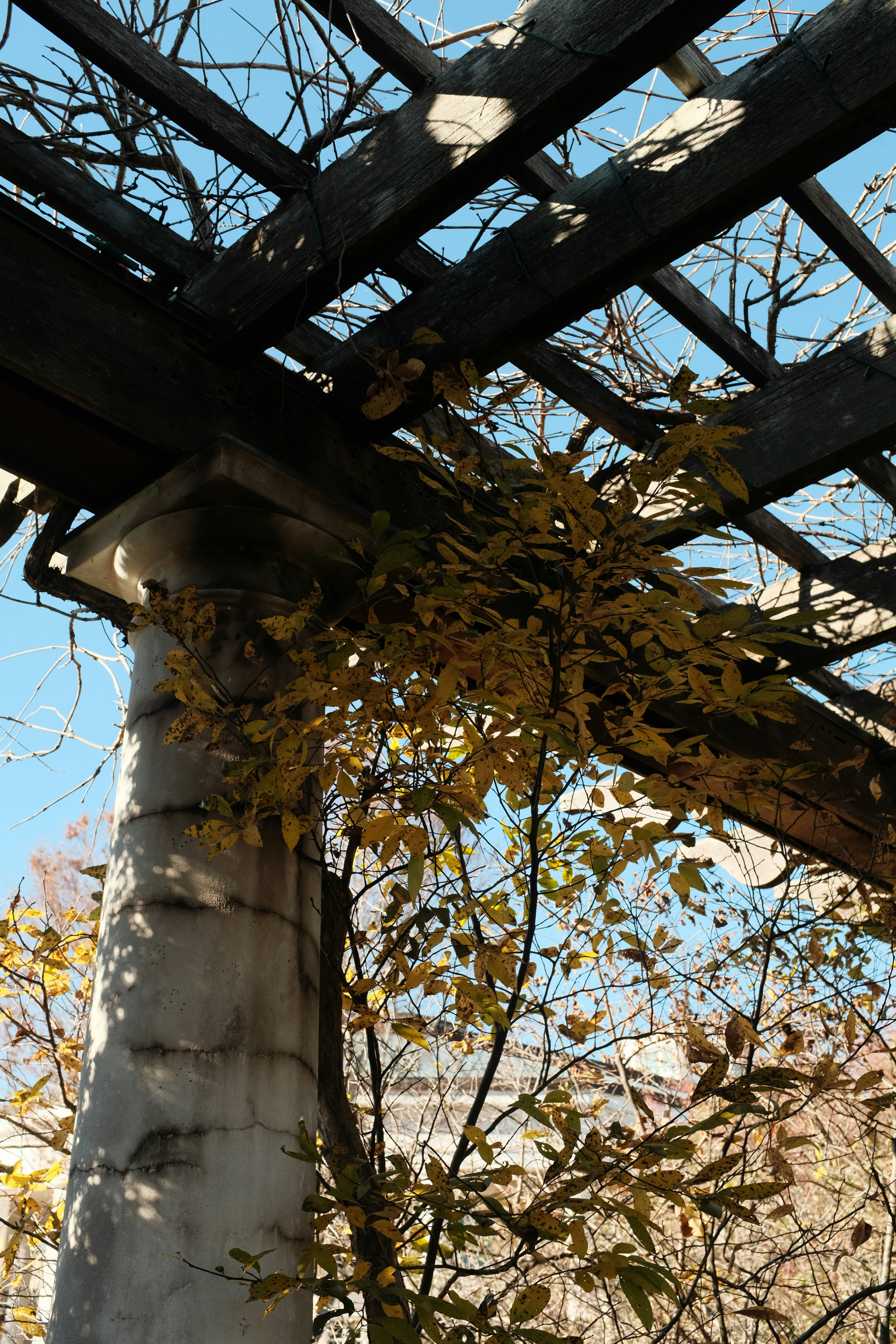 Vines on a Sunlit Pergola: A Quiet Geometry Against a Cobalt Sky