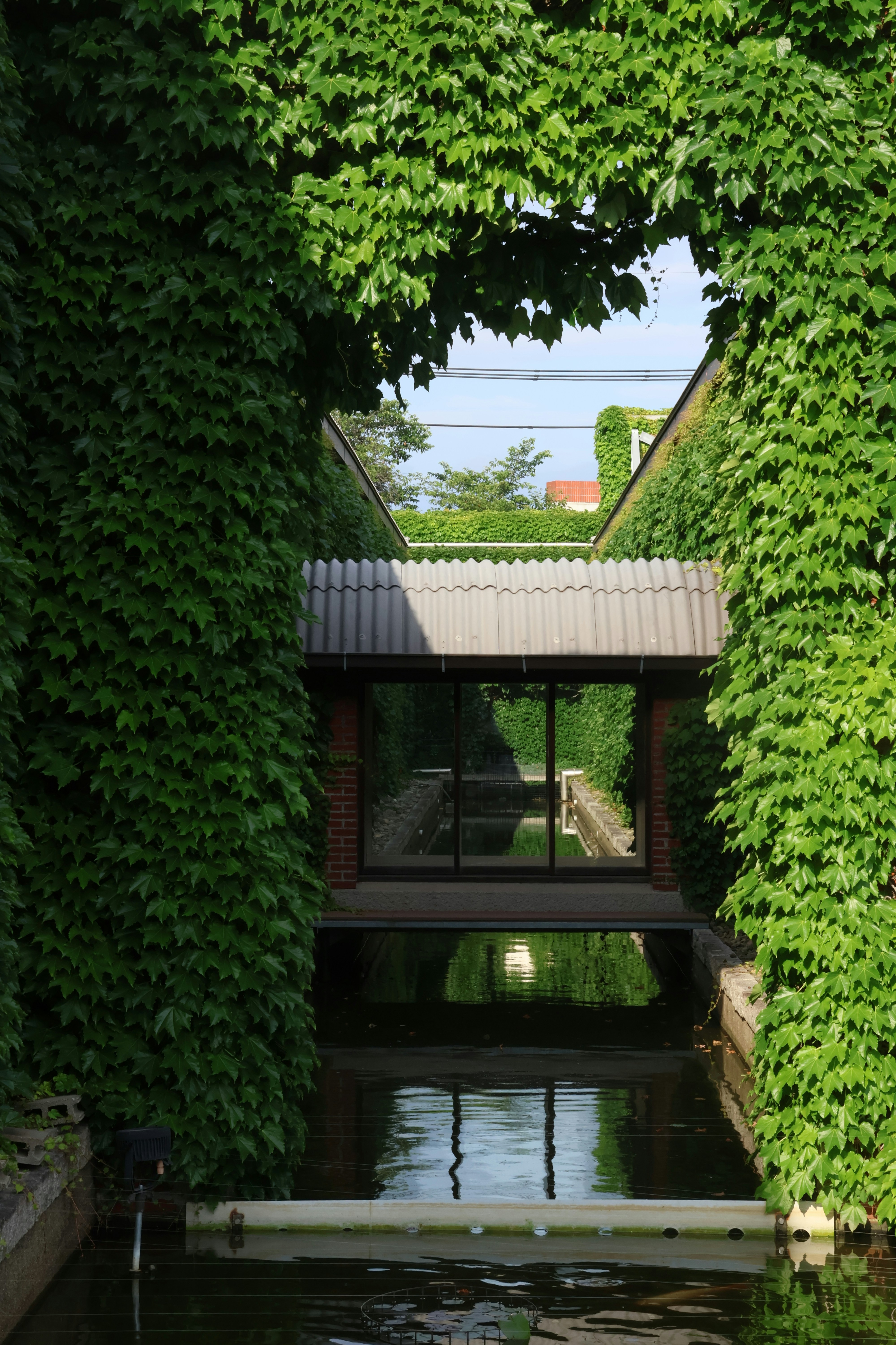 Emerald Archway Over a Quiet Canal: Ivy Framing a Glass Corridor
