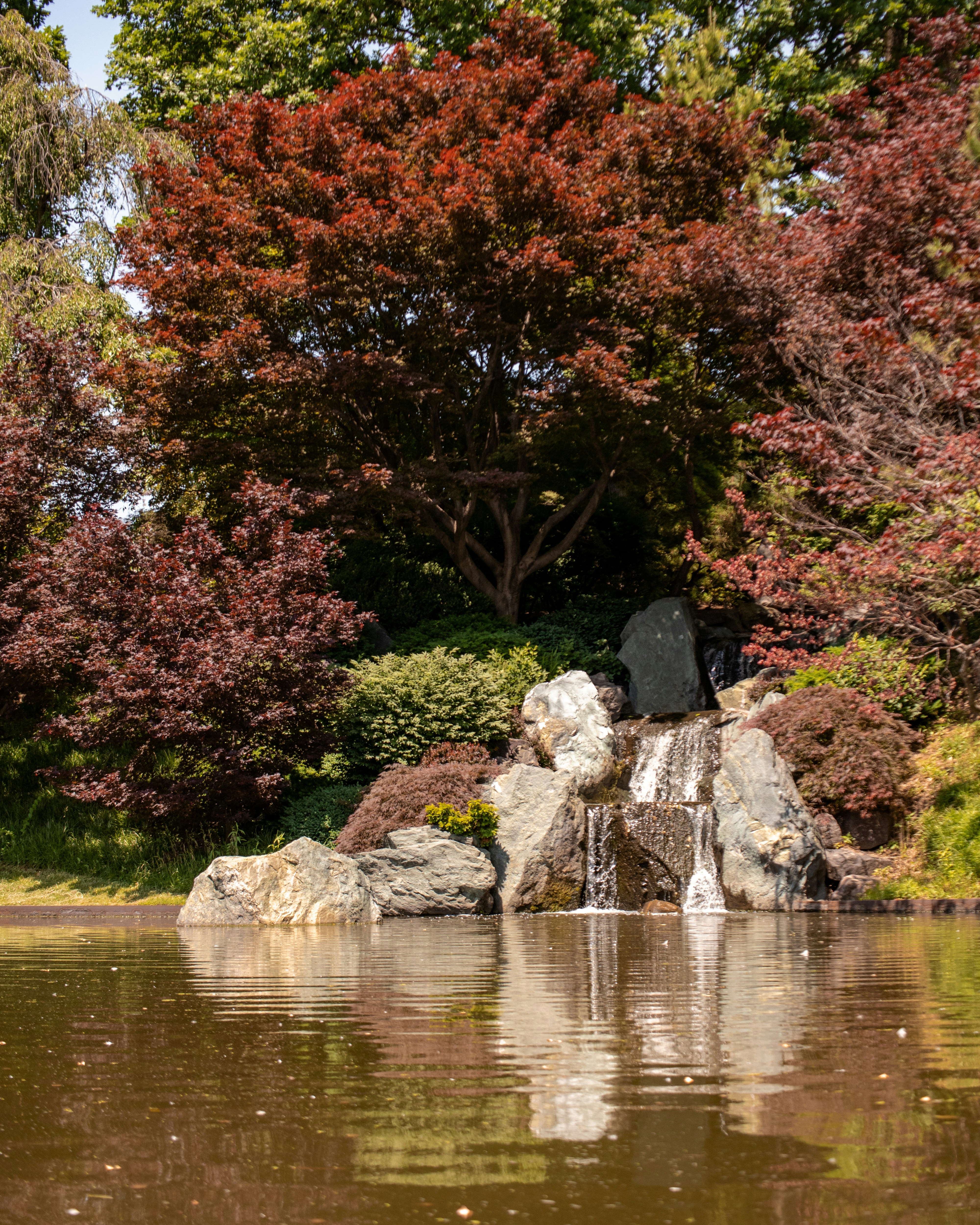 Crimson Canopy Framing a Quiet Rock Cascade by a Reflective Park Pond