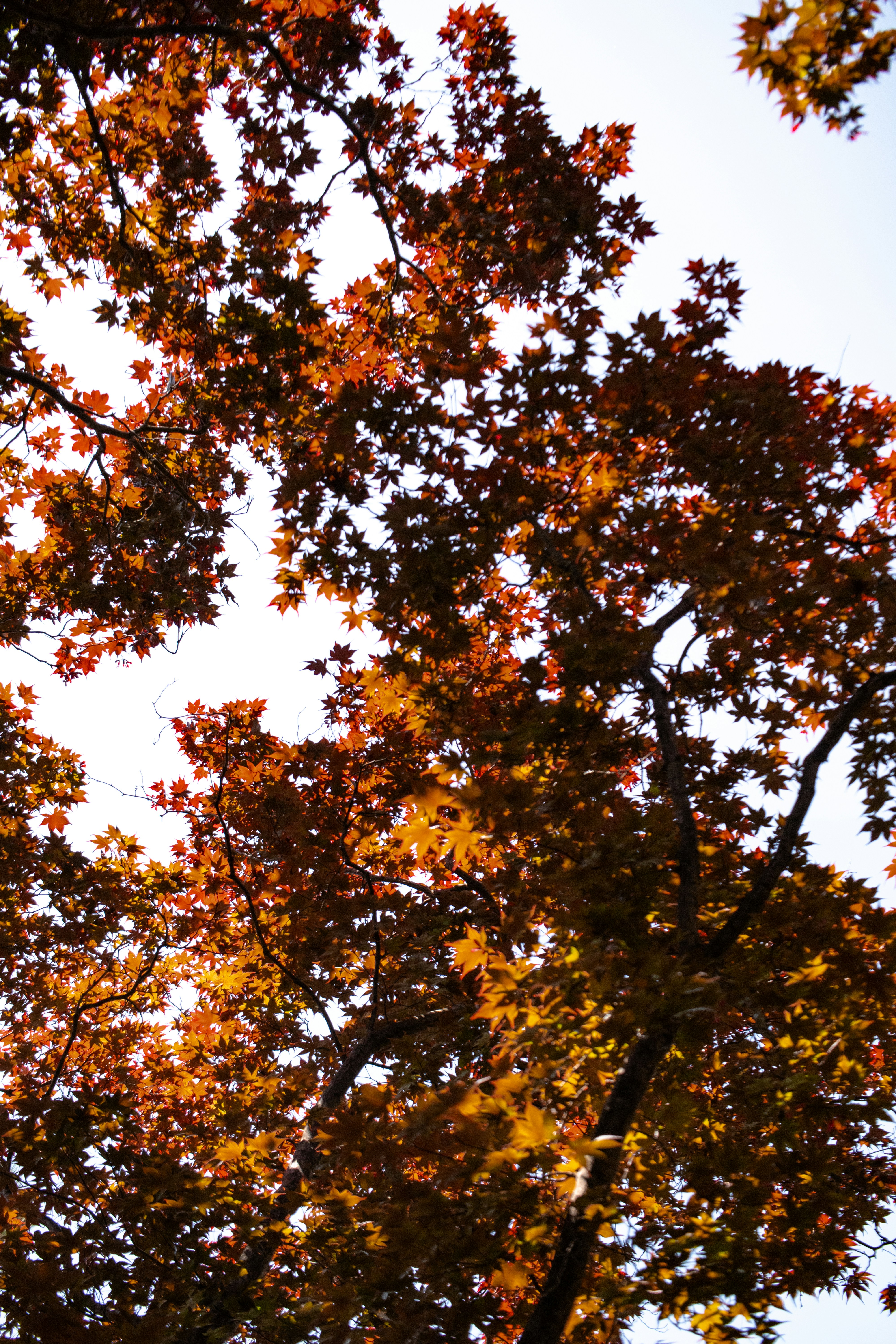 Photo by LEGENDERRY with Canon EOS R50