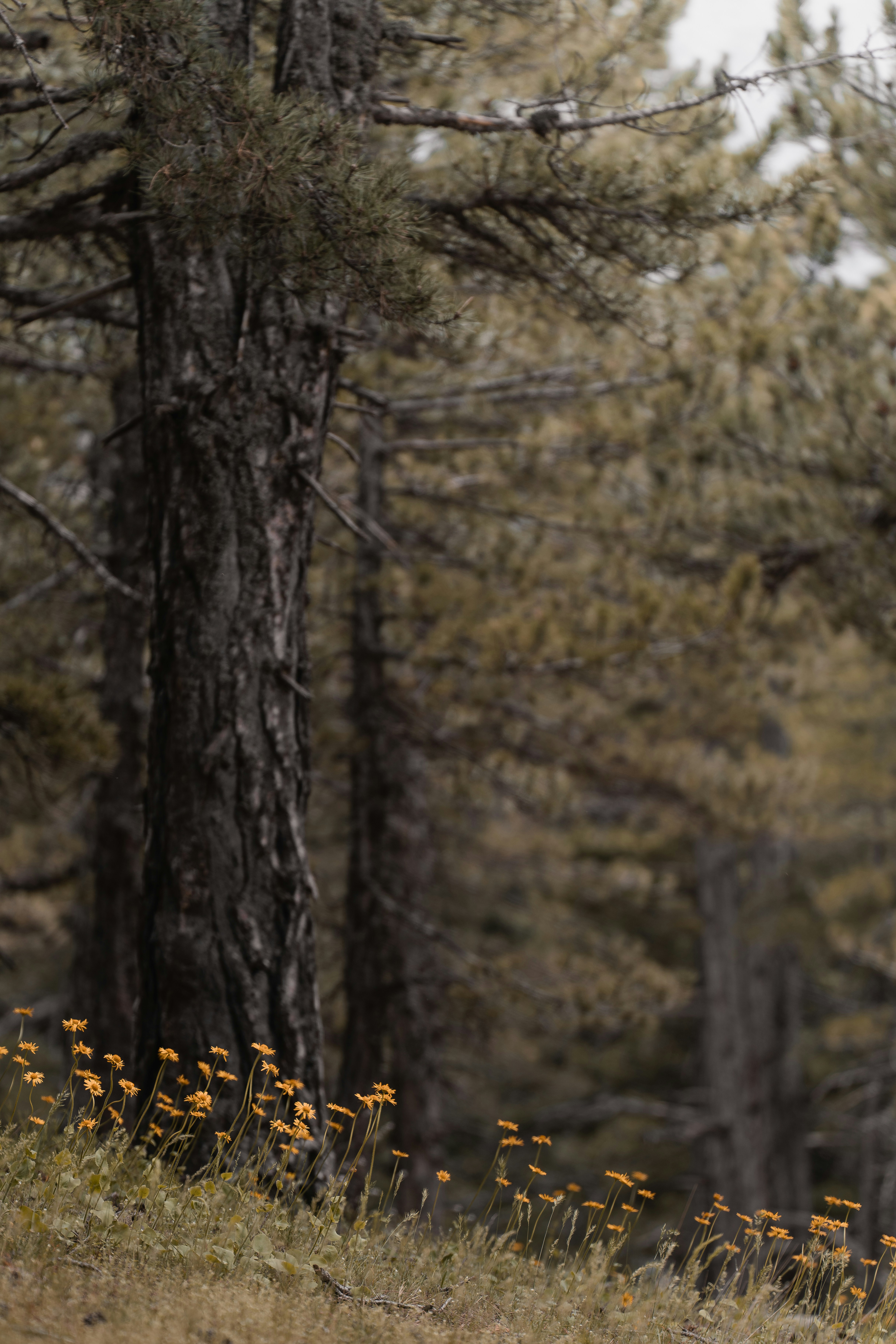 Tall Pines and Sloping Wildflowers