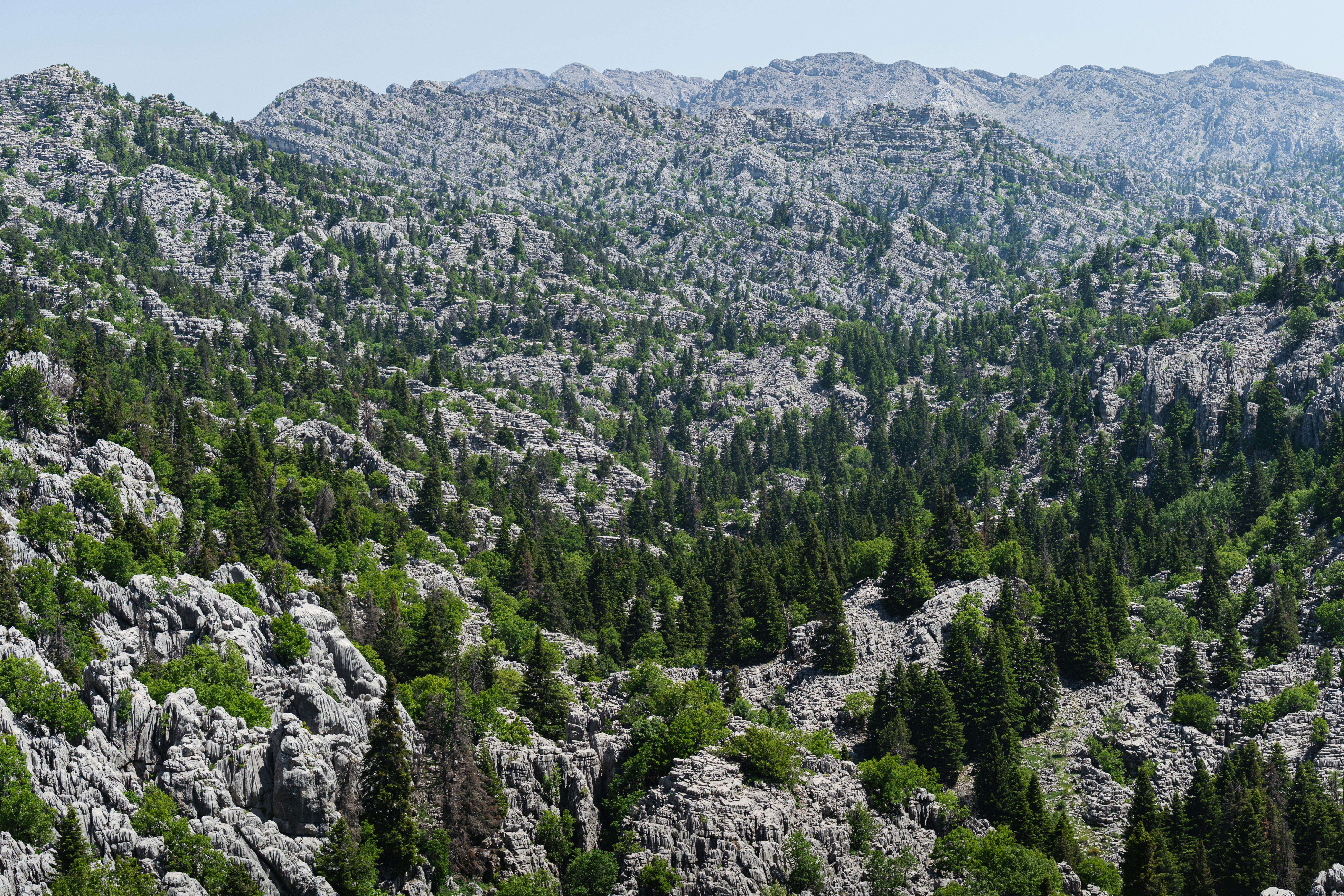 Rocky Alpine Woodland