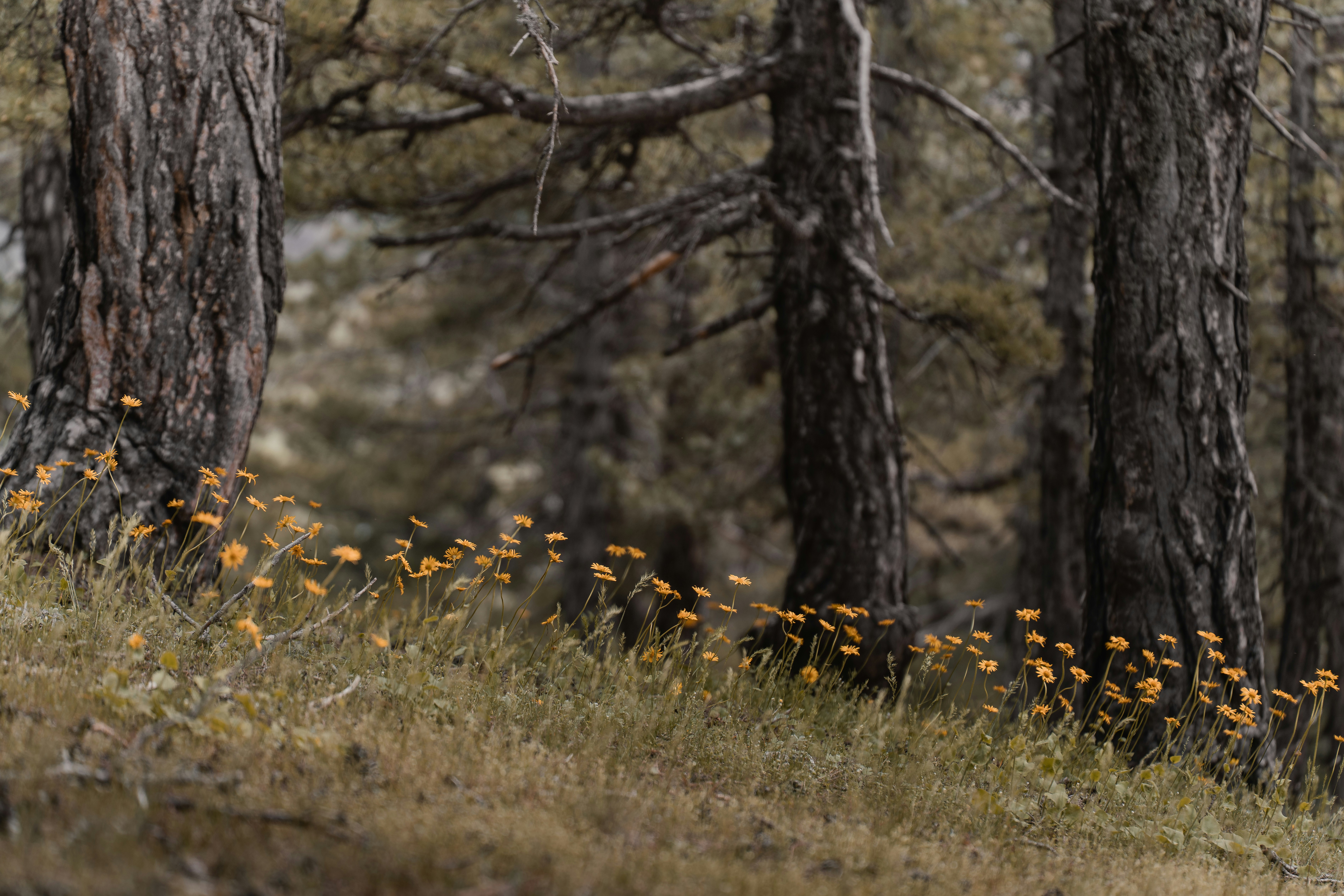 Forest Carpet with Blooming Daisies