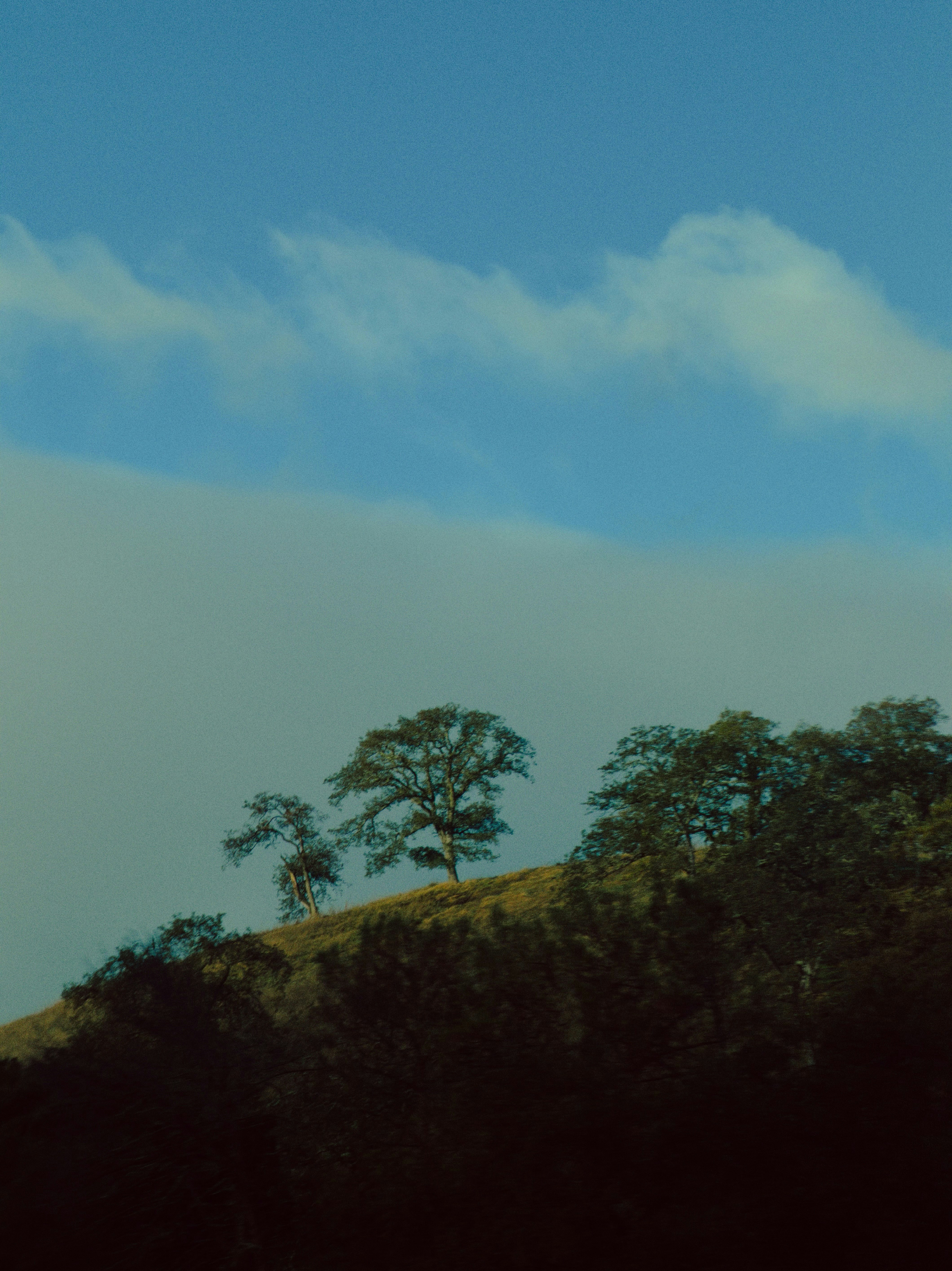 Trees on a grassy hill under a cloudy sky.