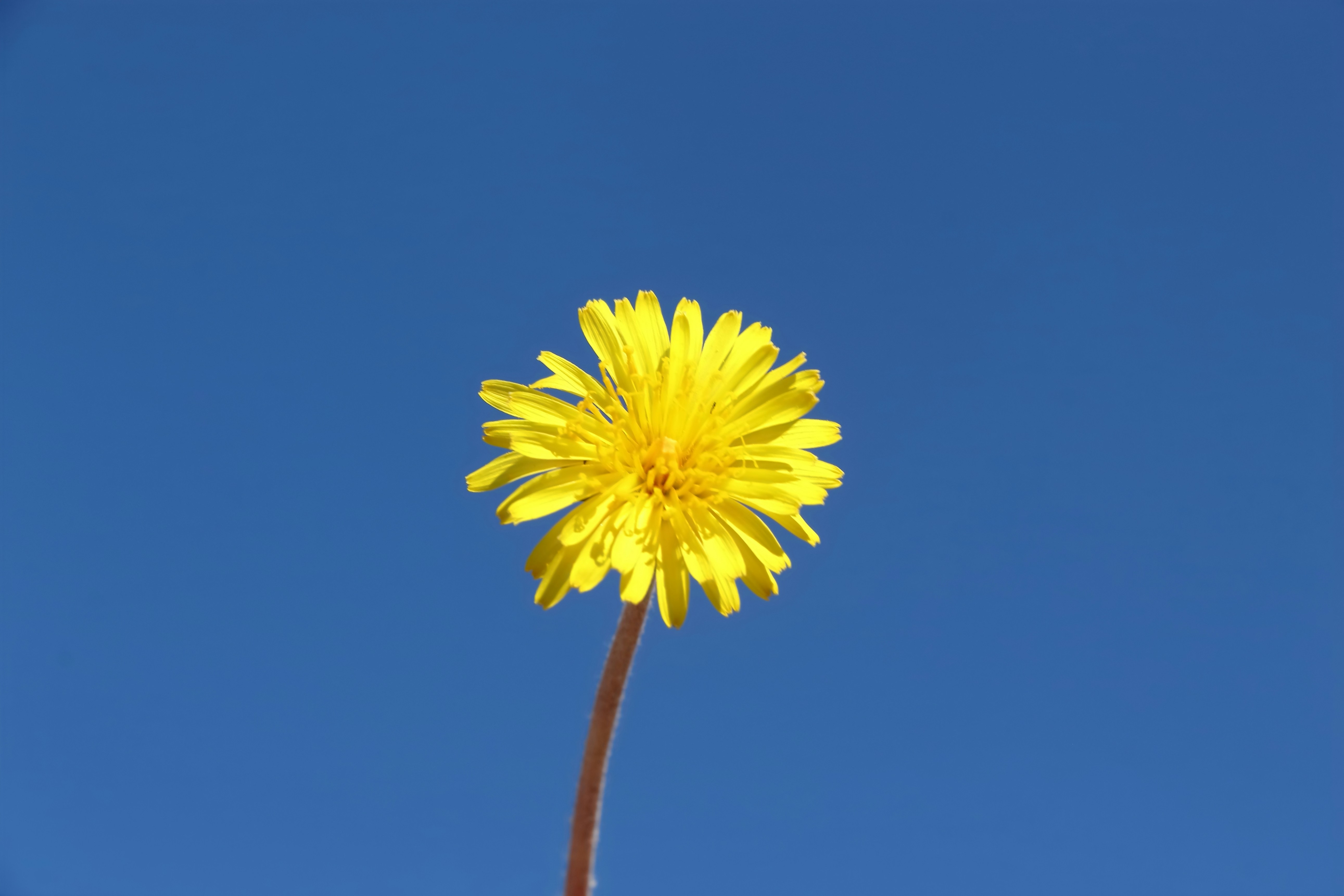 Single Golden Bloom Against a Clear Cobalt Sky