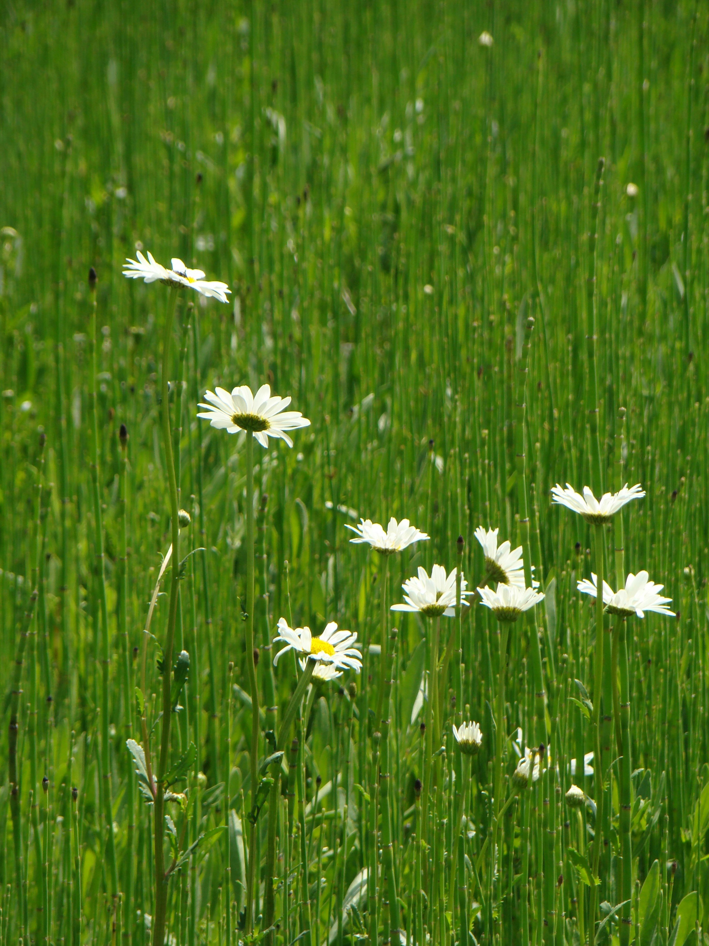 Whispering Daisies in an Emerald Field