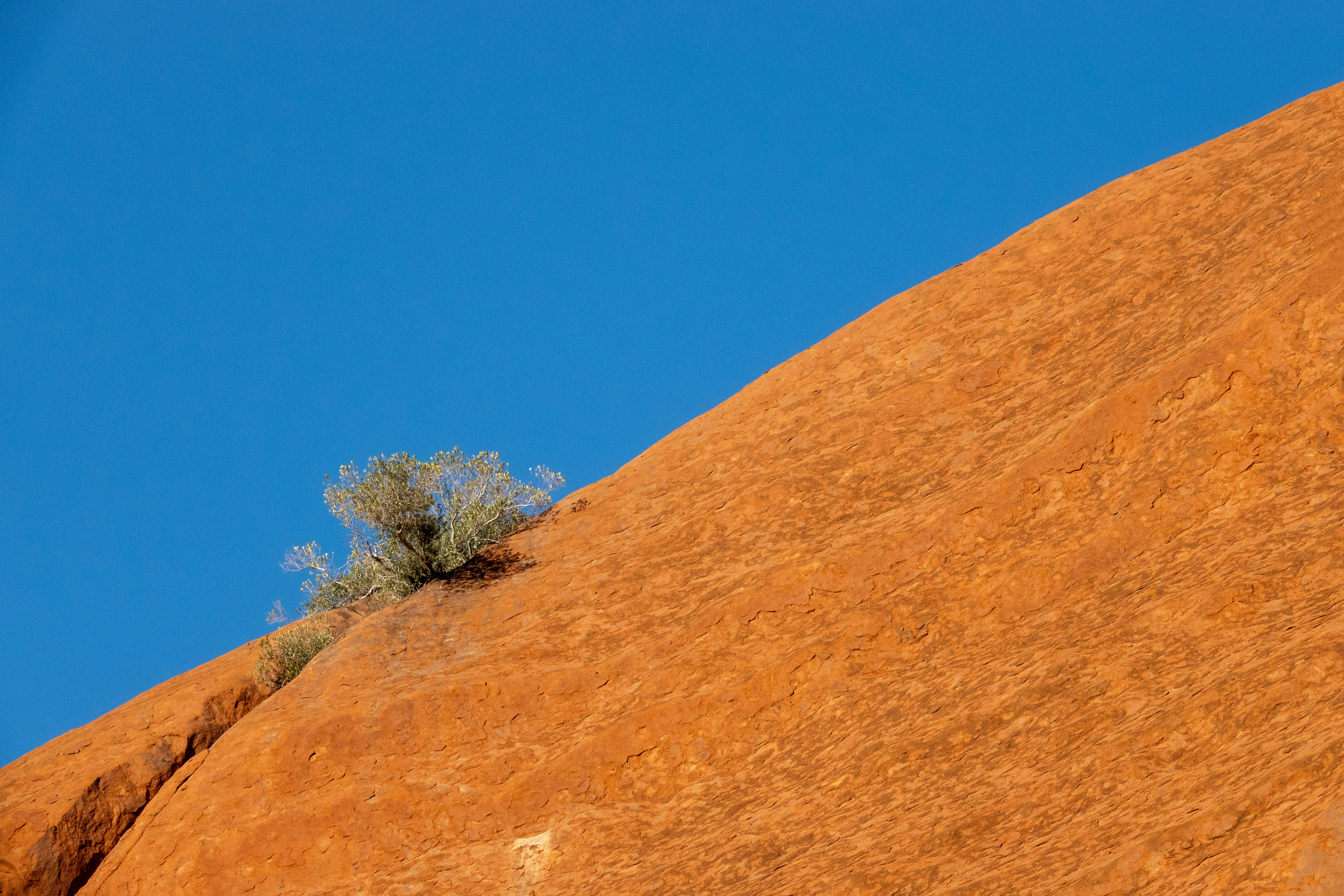 Lone Tree Clinging to a Rust-Orange Slope Under Ultramarine Sky
