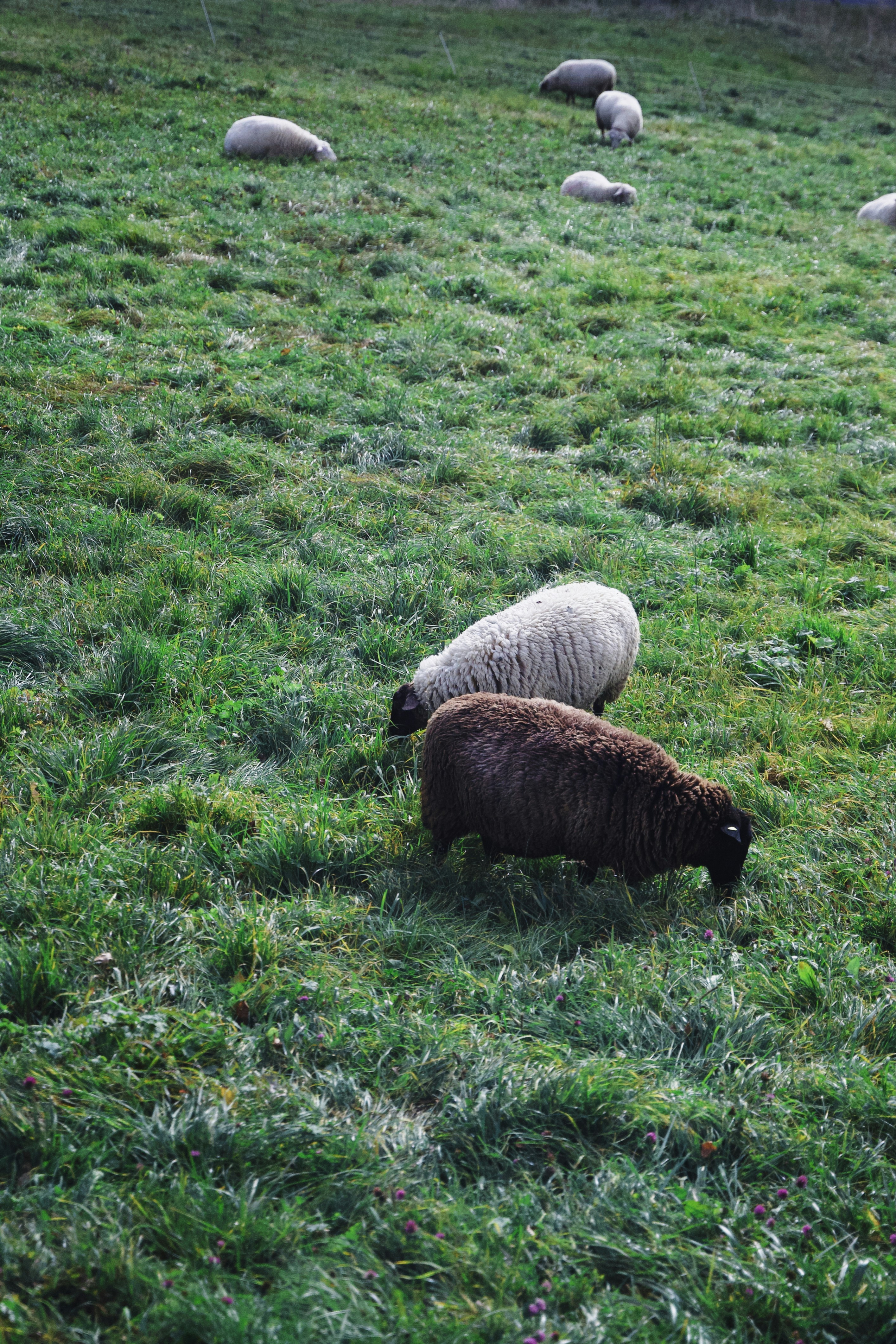 Pasture Partners: A Quiet Duo Grazing on a Sloped Meadow