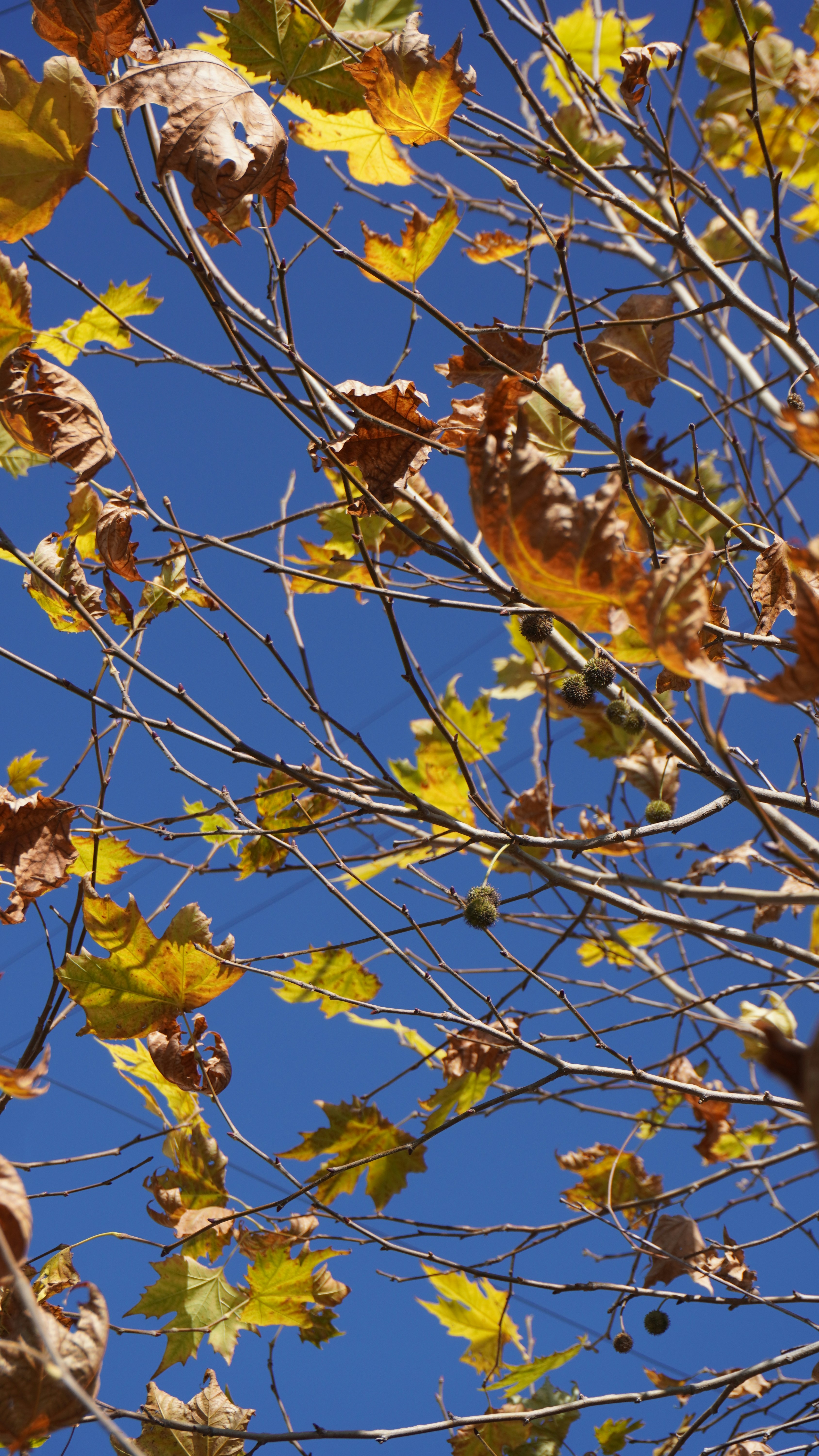 Photo by Aditi Panatu with Sony Alpha 6100