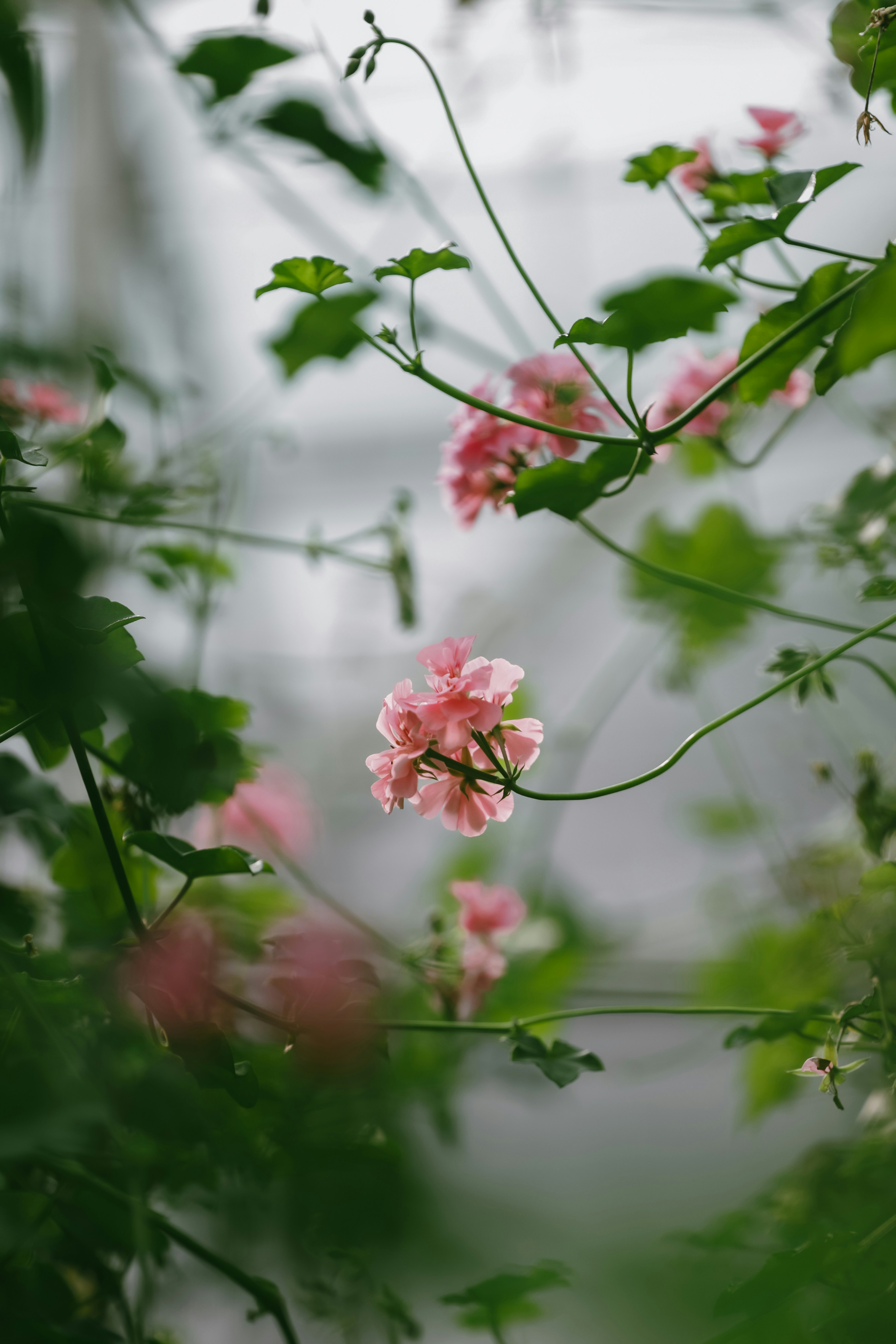 Entangled Pink Blooms: Delicate Geranium Cluster Framed by Green Vines