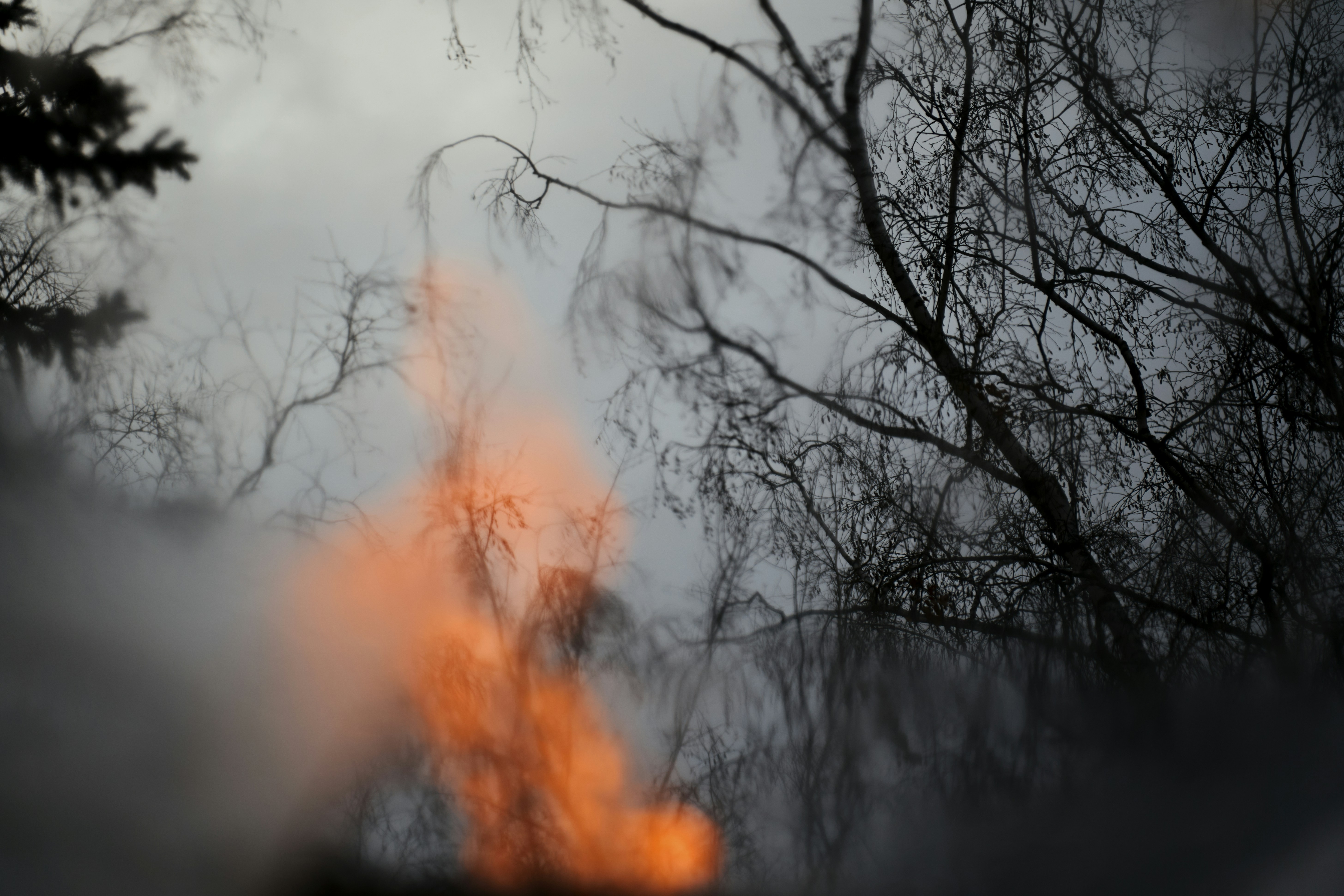 Ember Through the Winter Skeleton: Firelight Behind Leafless Branches
