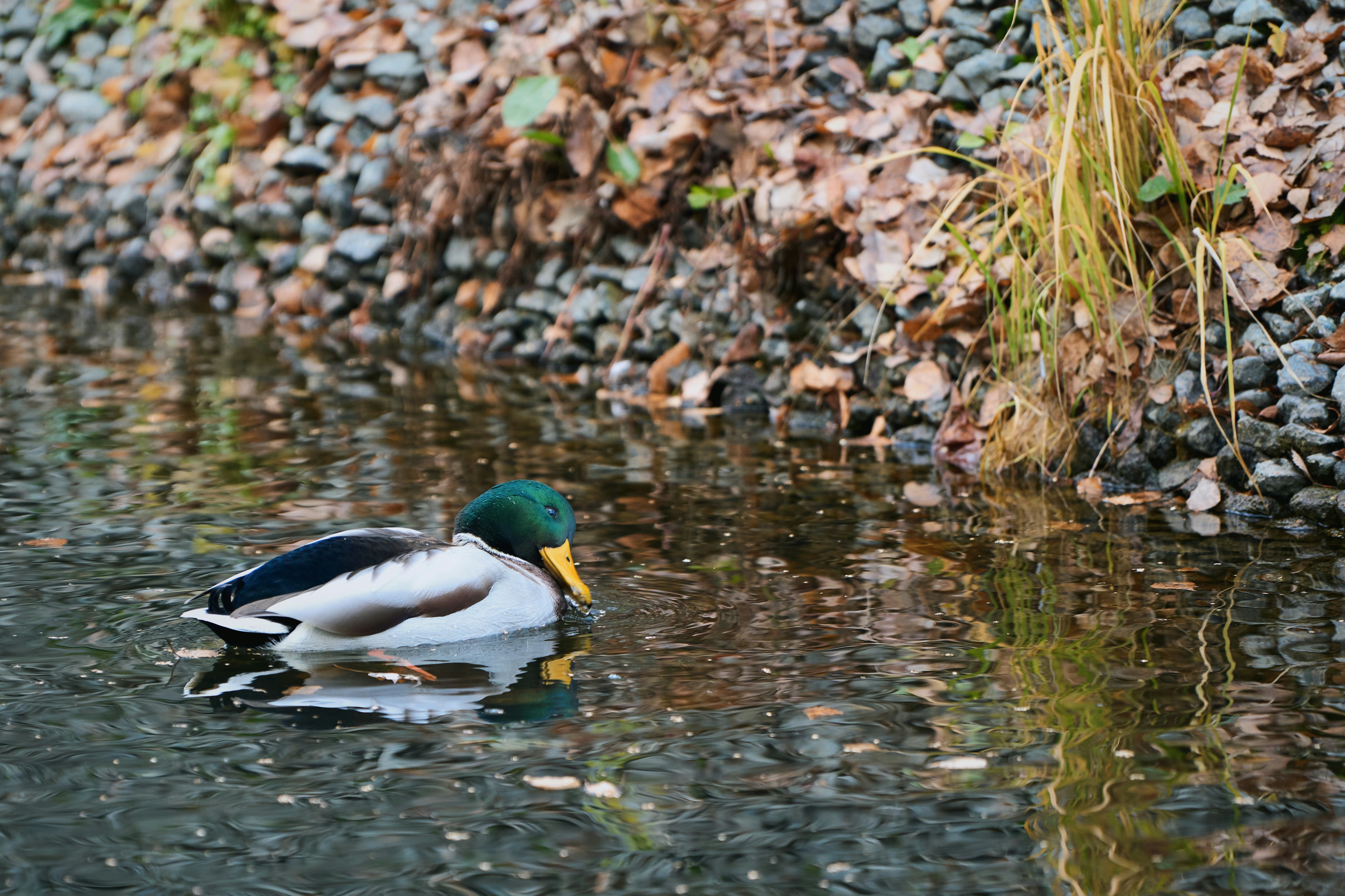 Pebble-Rimmed Pond: Green-Headed Mallard Gliding Through Quiet Reflections