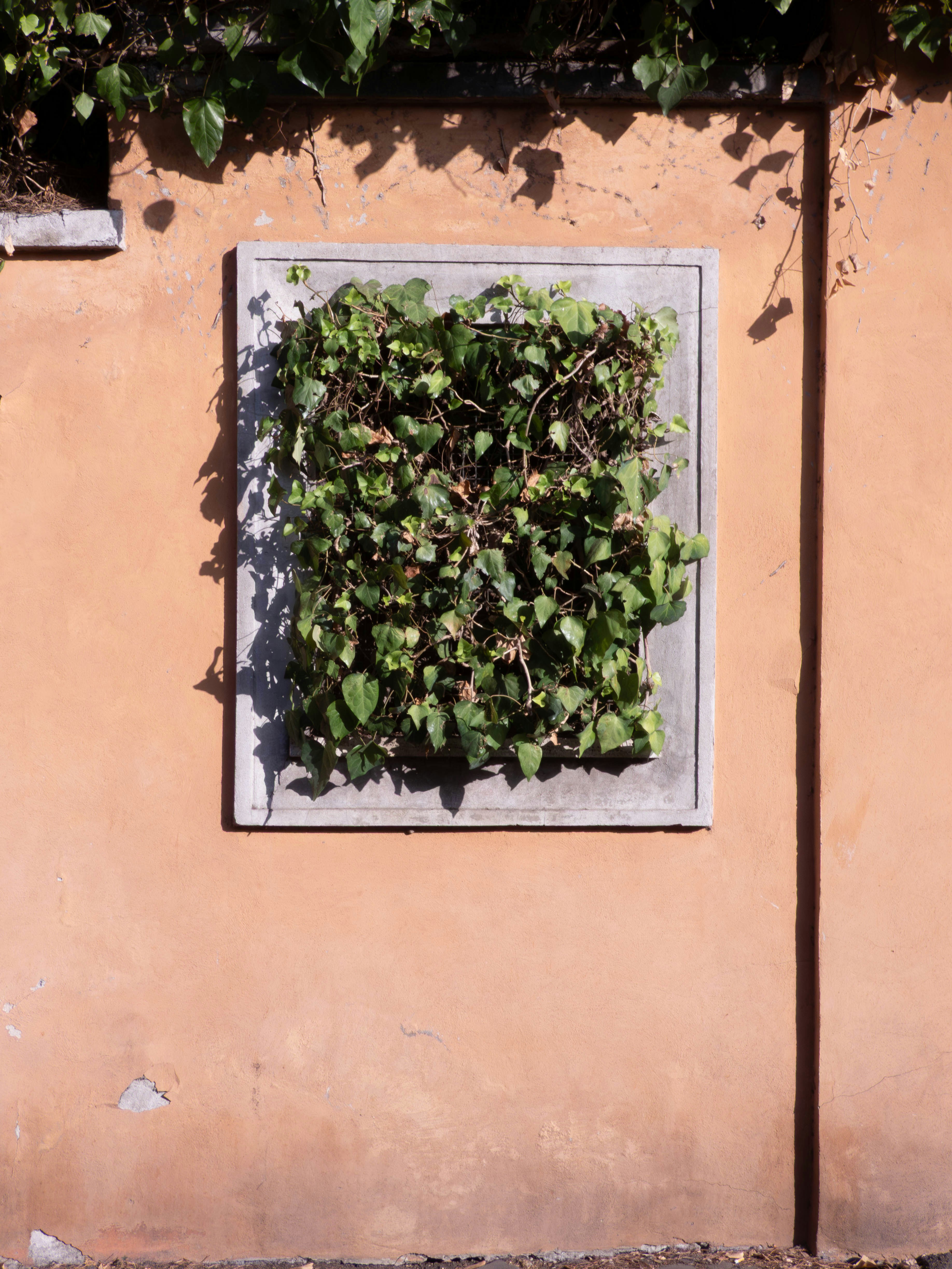 Ivy Framed in a Concrete Box on a Sunlit Peach Wall