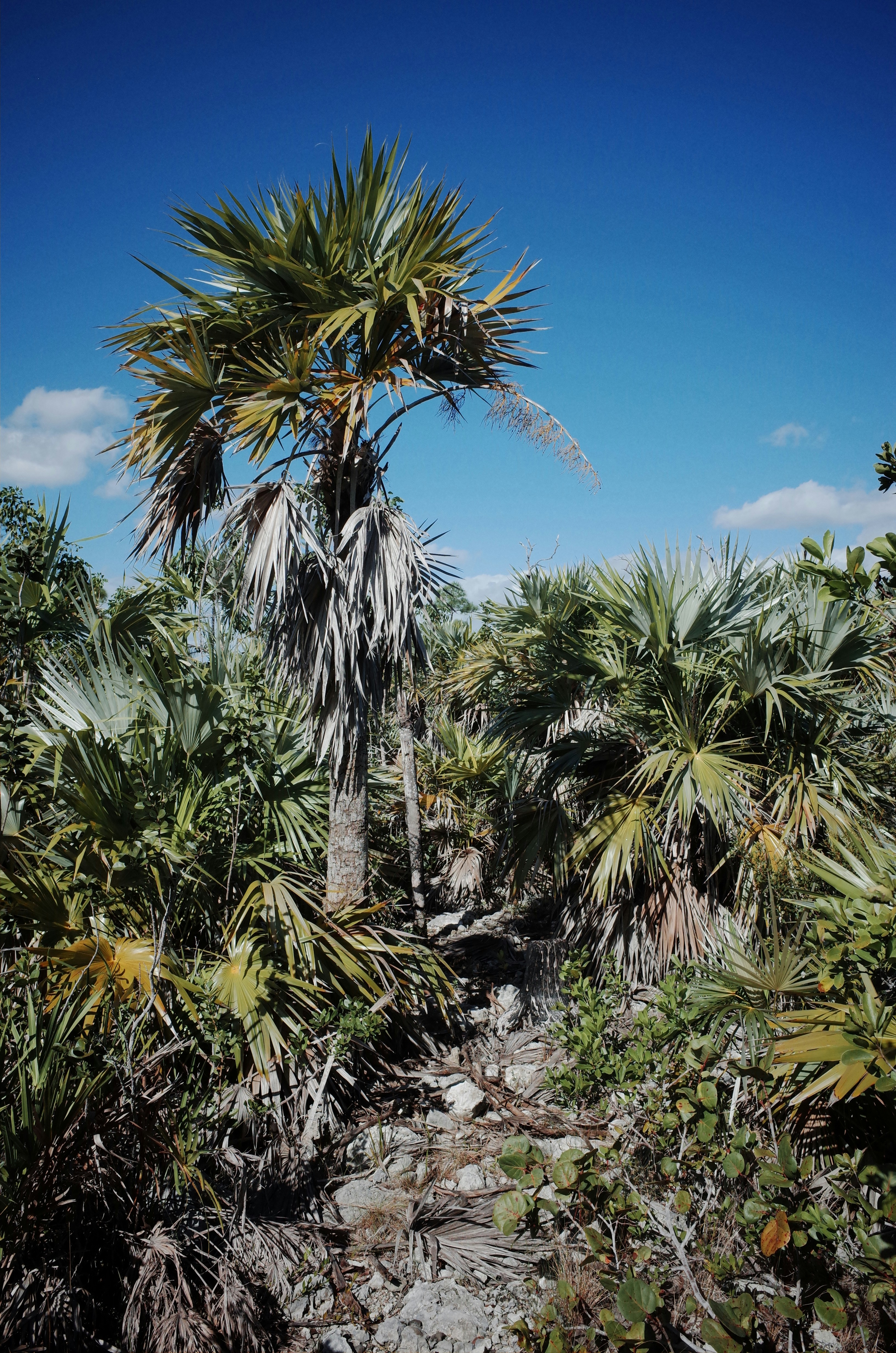 Dense tropical vegetation under clear midday light in the Florida keys. A single palm stands above a thicket of saw palmetto and scrub, with dry fronds and rocky ground visible in the foreground. Bright blue sky and scattered clouds frame a natural, undeveloped coastal landscape.