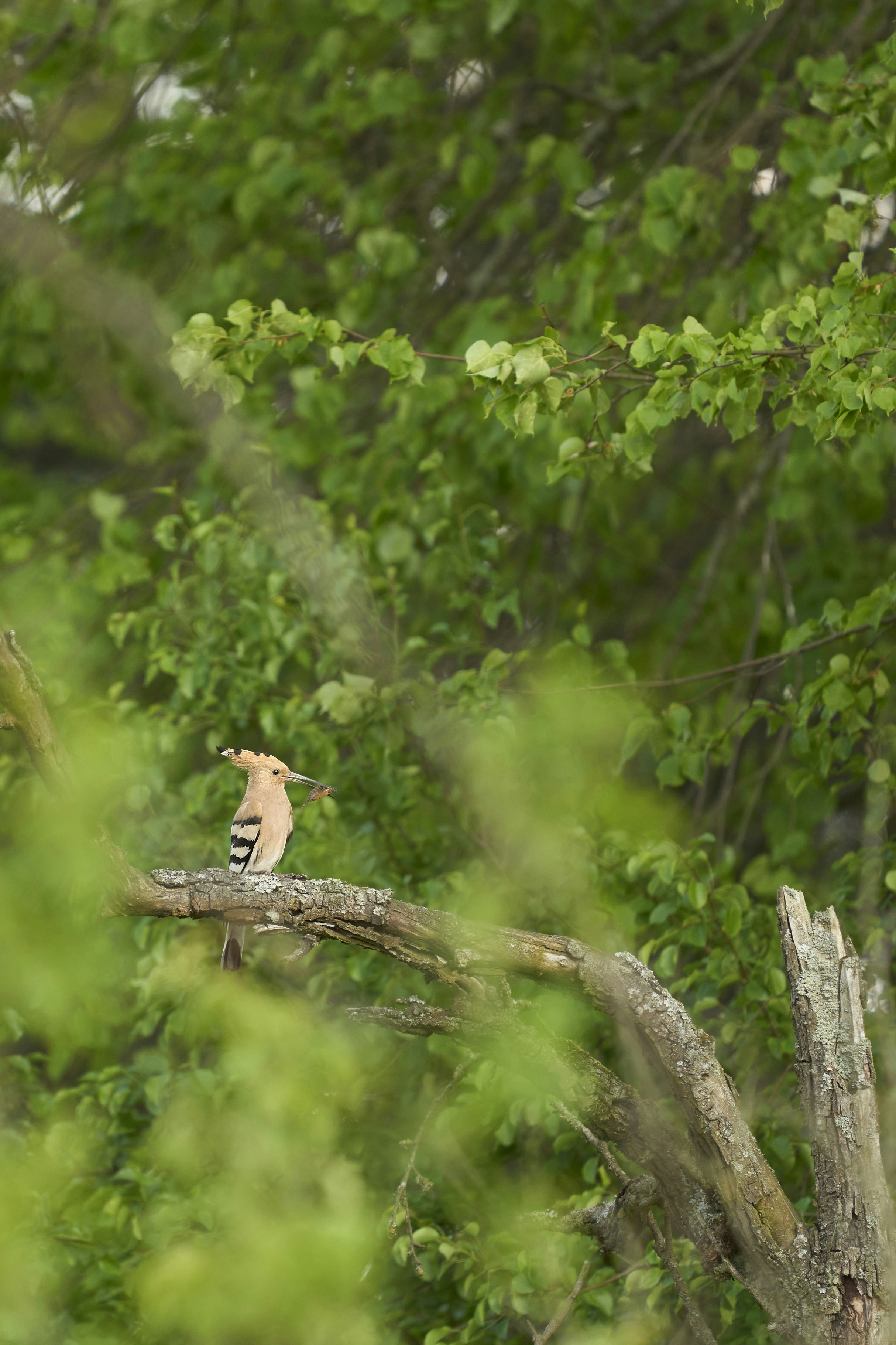 Hoopoe perched on a weathered branch, framed by vibrant spring foliage