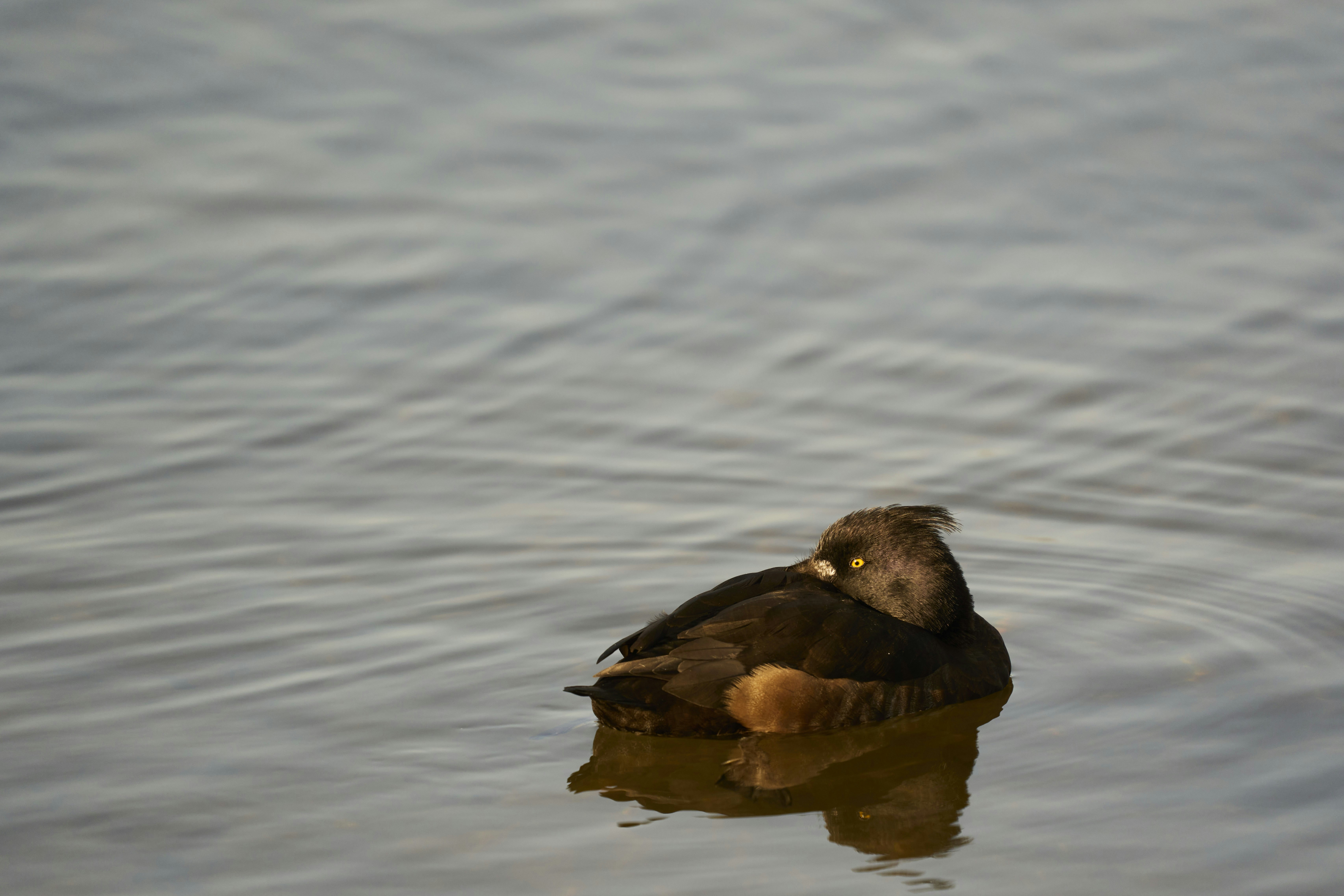Photo by Wolfgang Hasselmann with Sony Alpha 7 IV