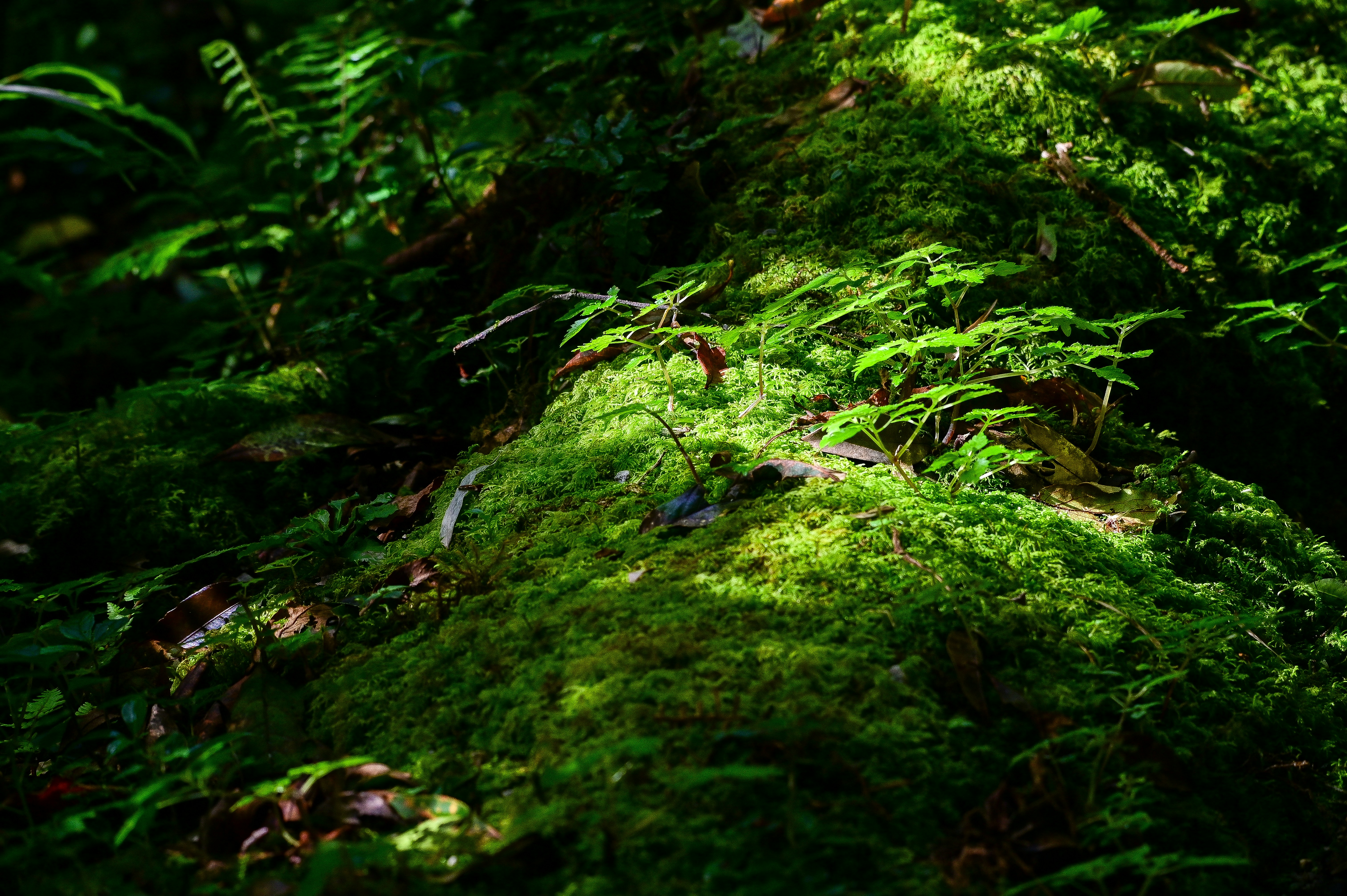 Photo by Samuel Zhang with Nikon Z6