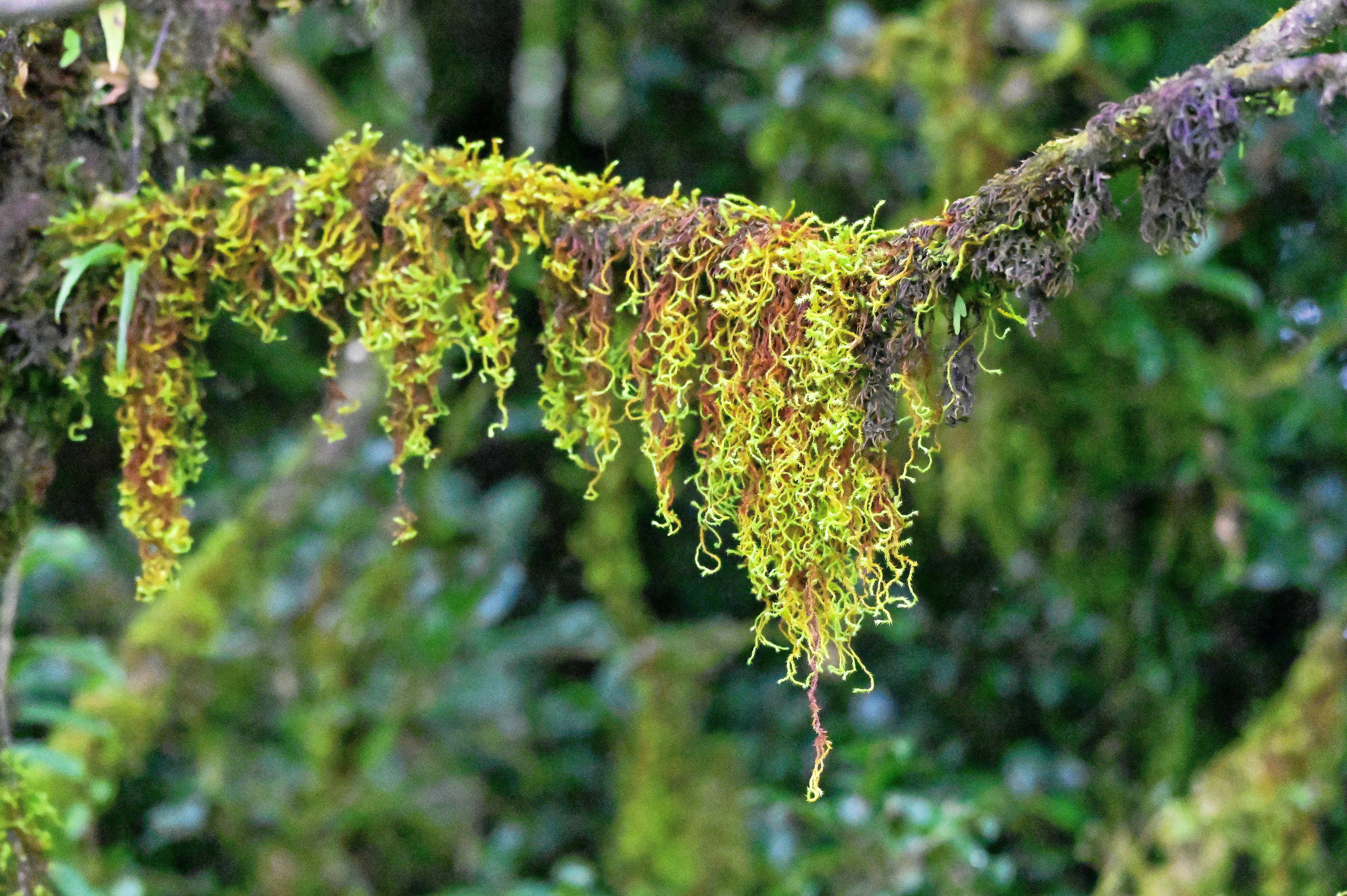 Photo by Samuel Zhang with Nikon Z6