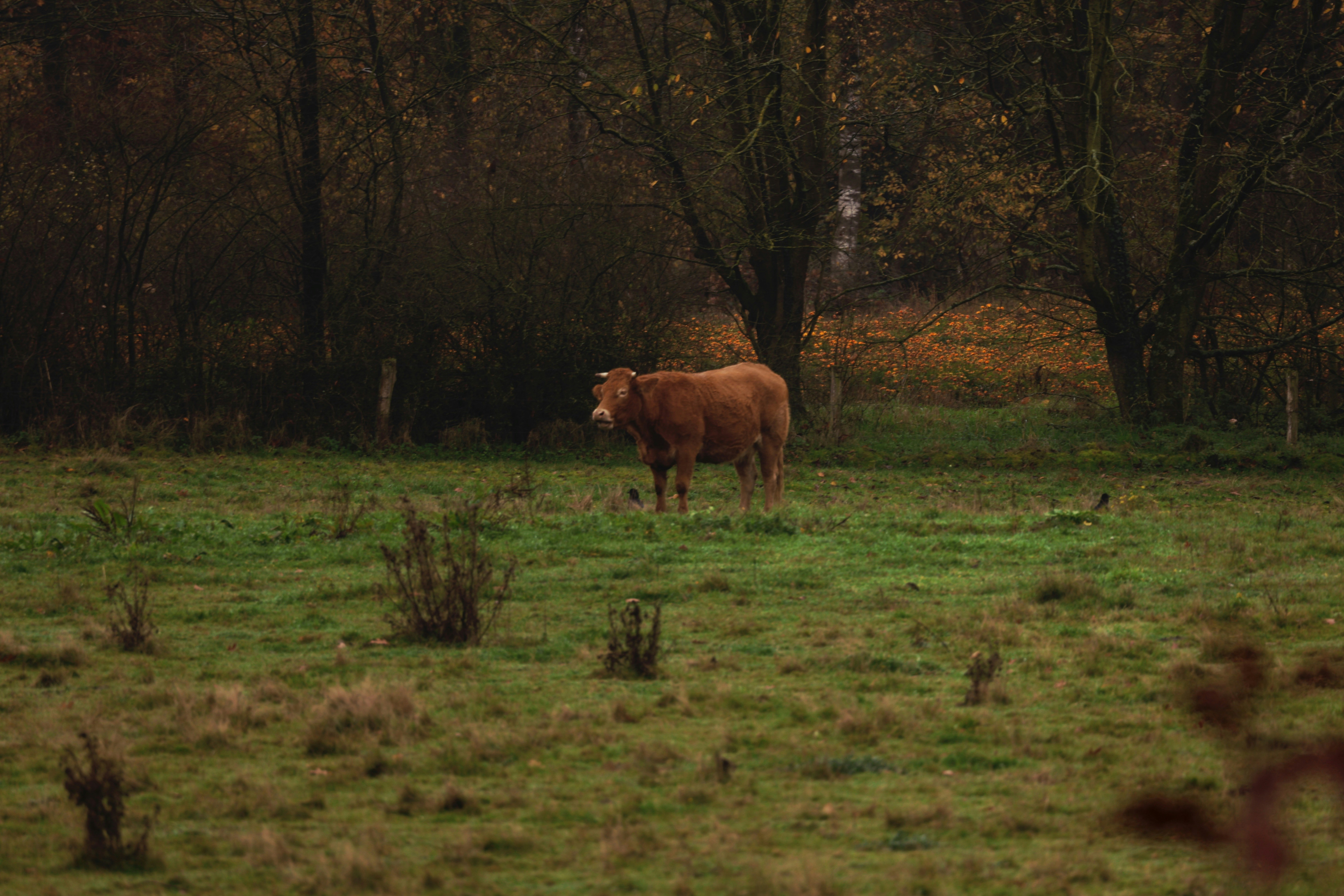 Dusk Stance: A Cow in a Velvet Meadow Fringed by Trees