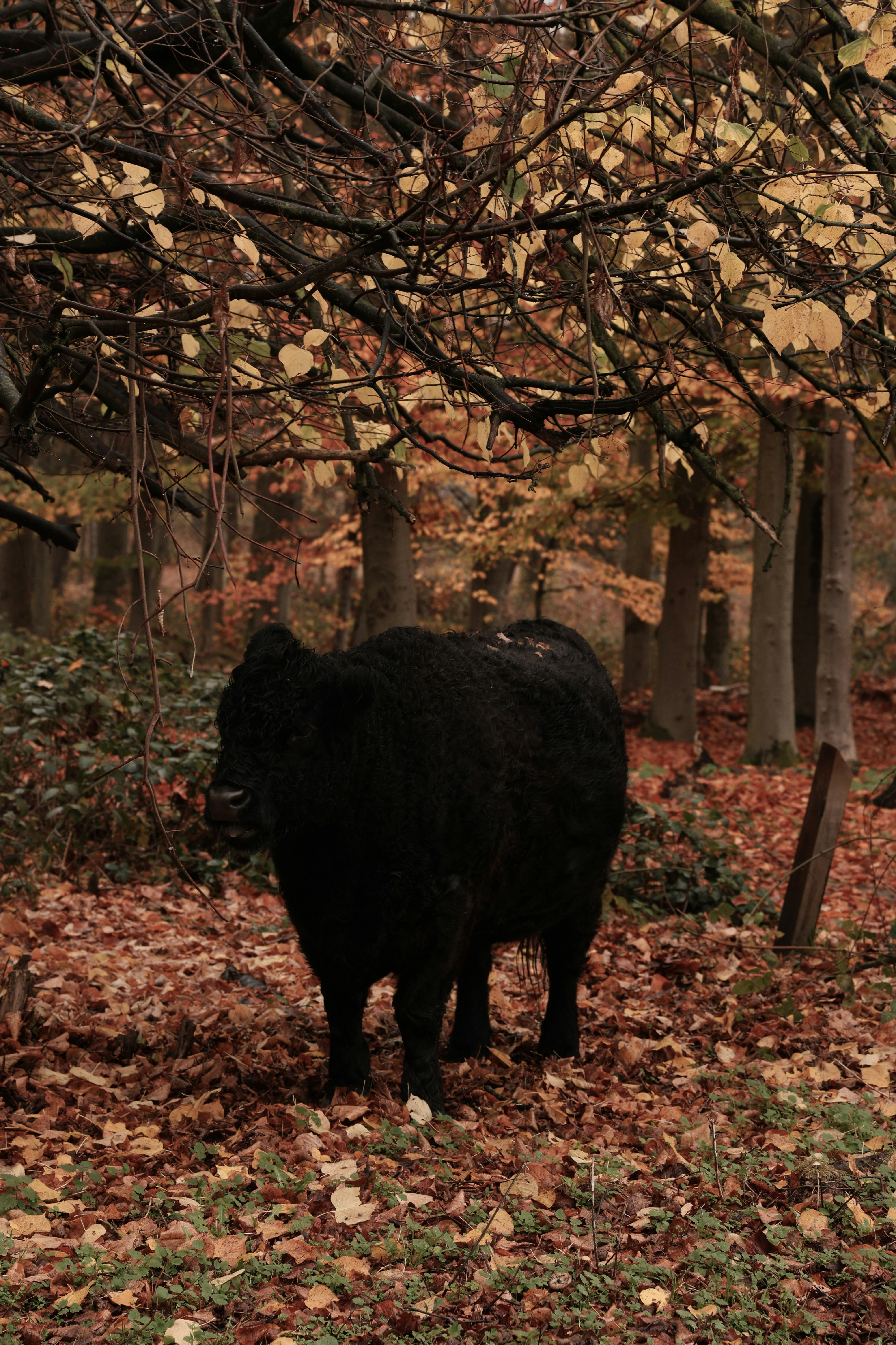 Shadow at Dusk: A Black Bear Amid Amber-Fall Leaves