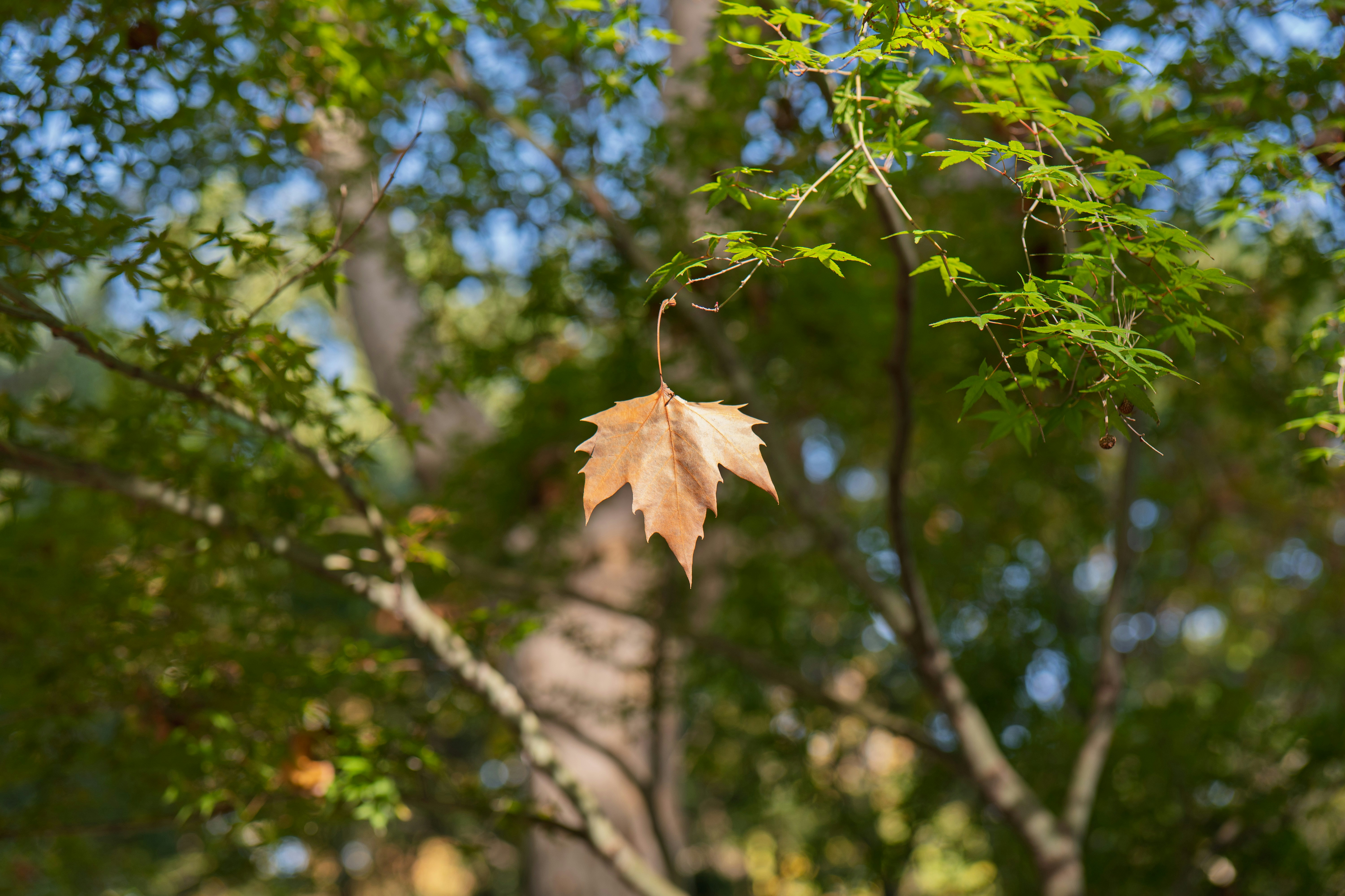 Solitary Maple Leaf Suspended in Sunlit Green