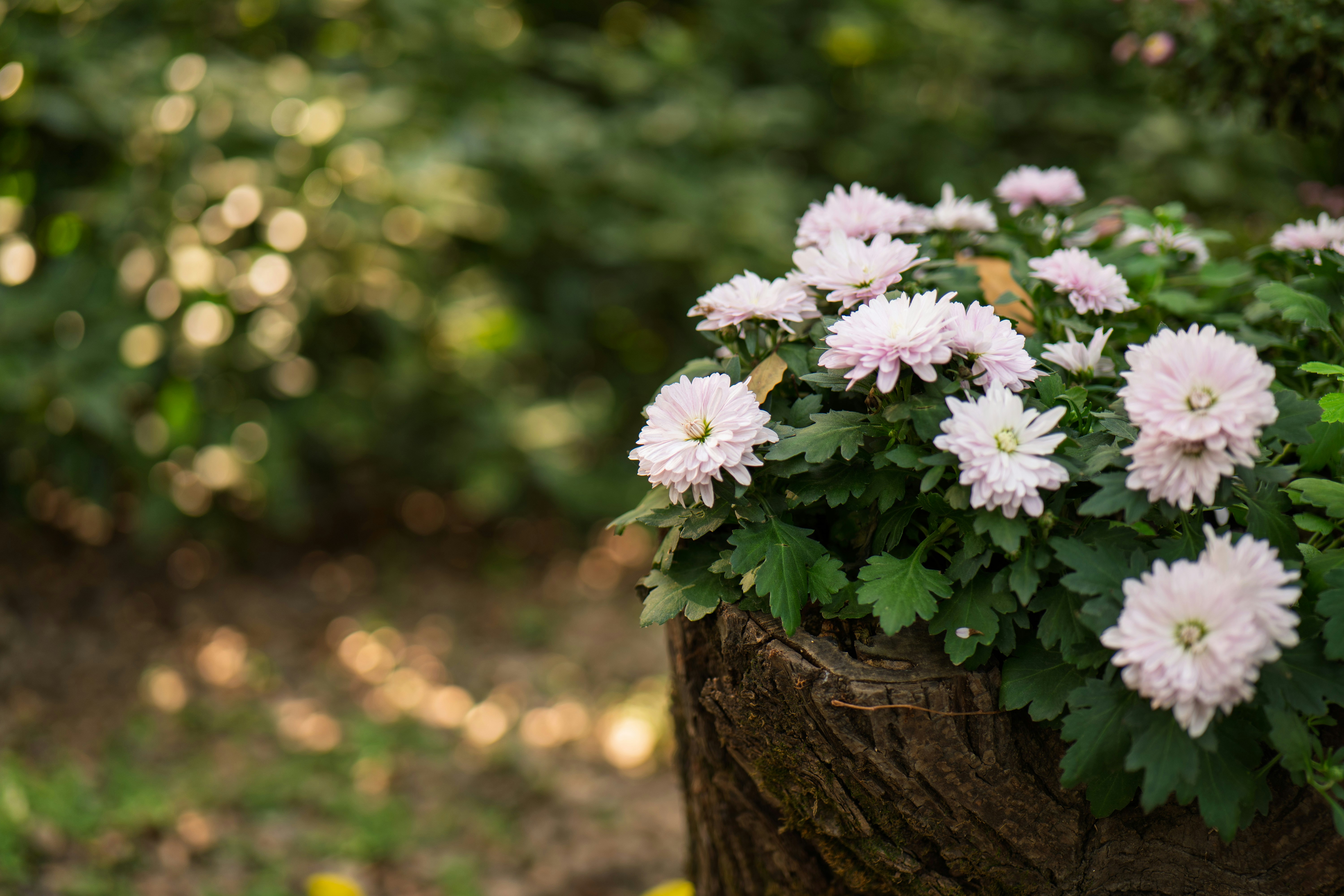 Pastel Chrysanthemums in a Weathered Planter: Quiet Garden Portrait