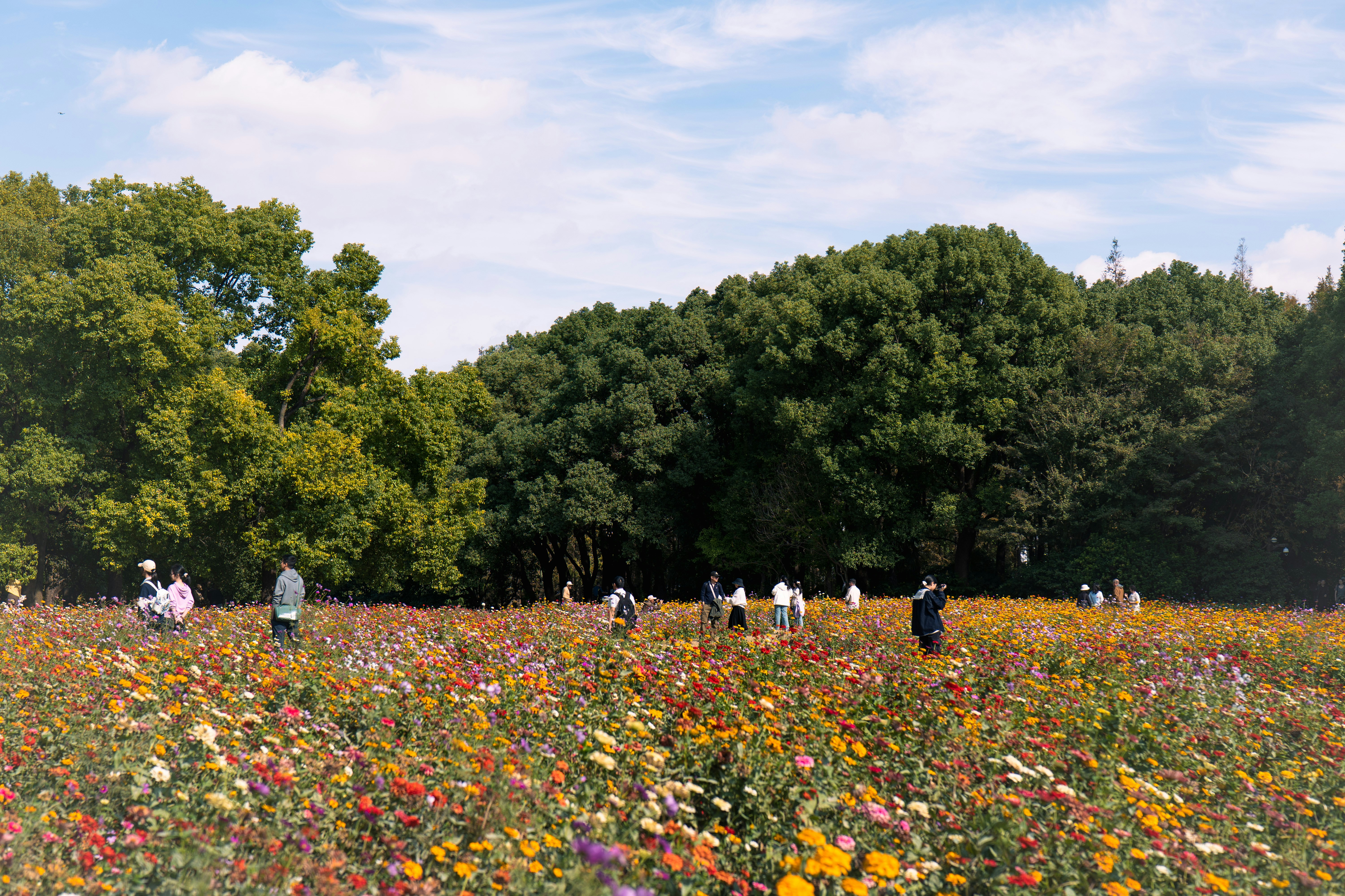 Patchwork Meadow Walk: Sunlit Blooms Beneath a Distant Tree Line