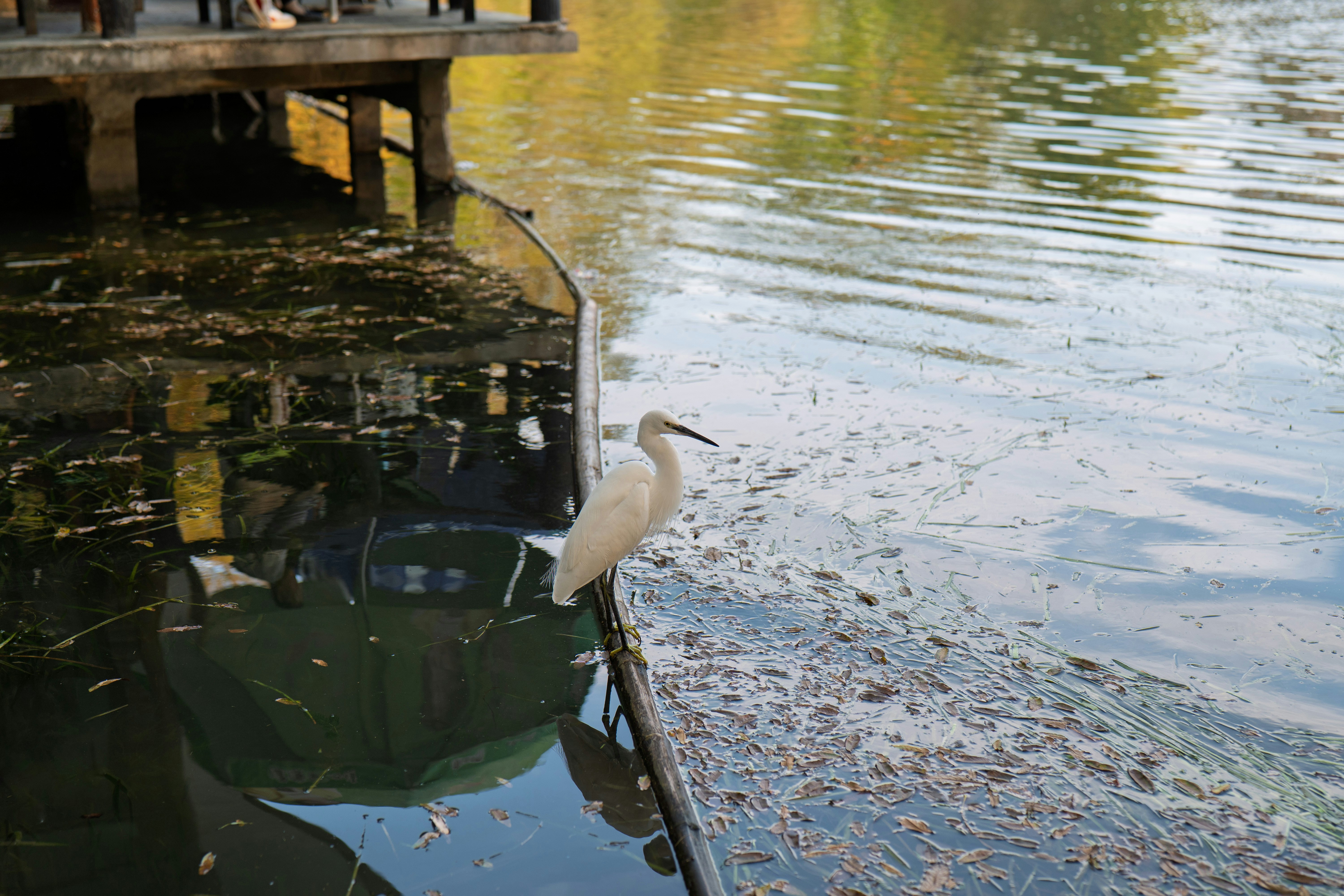 Egret on the jetty: quiet watch over rippling reflections