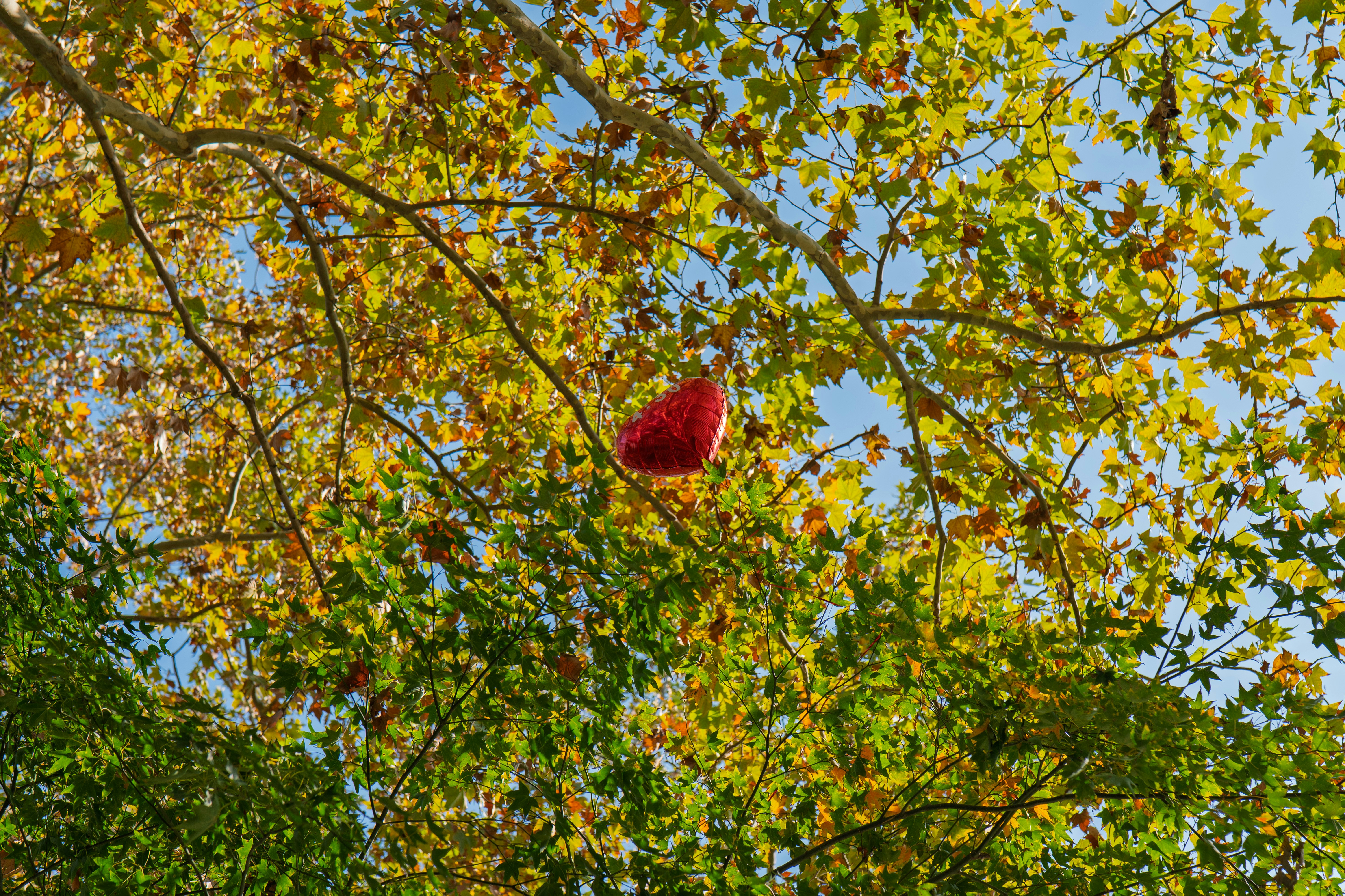 Crimson Spotlight: A Lone Leaf Anchors the Sunlit Autumn Canopy