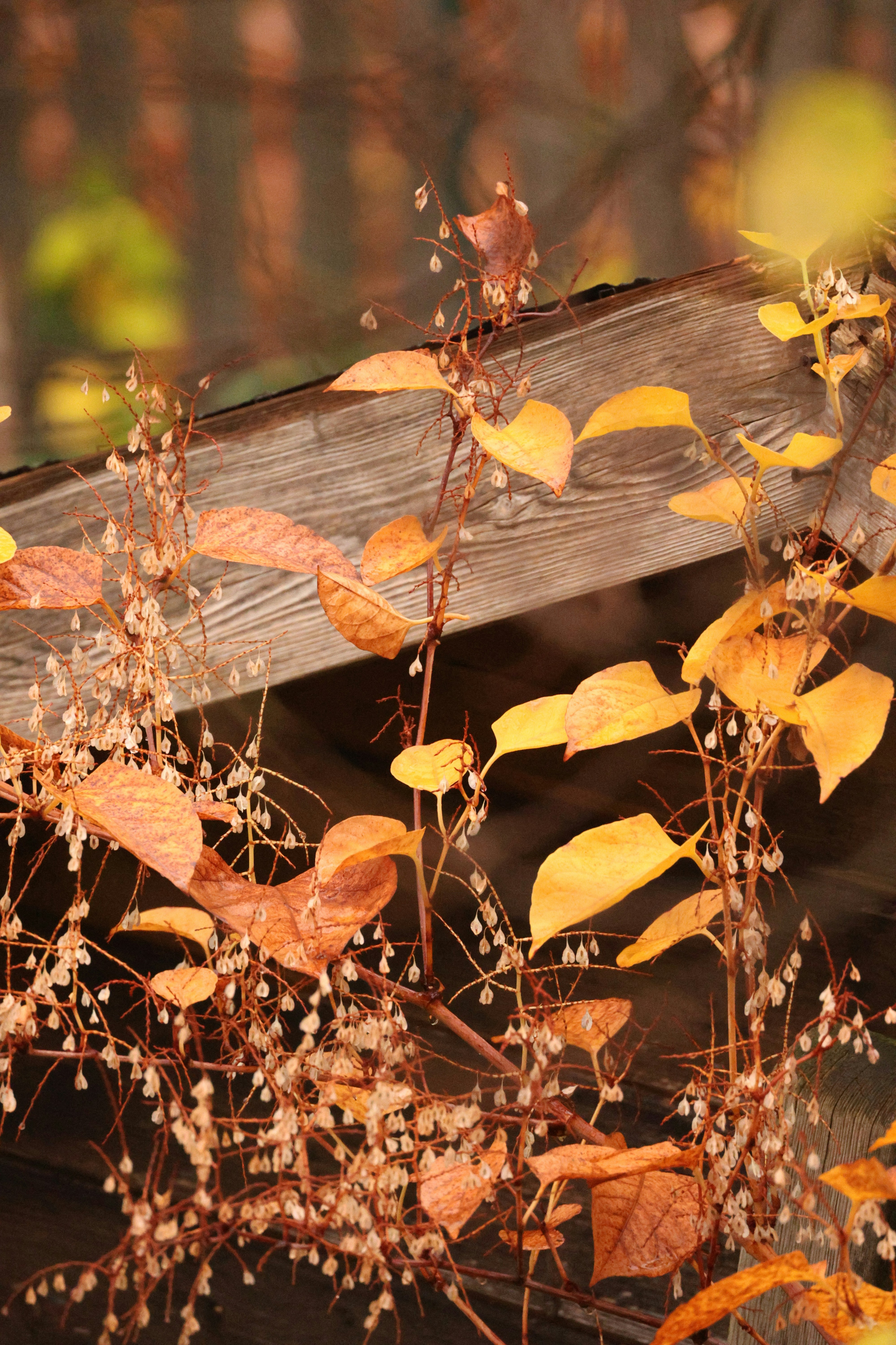 Amber Threads on Weathered Wood