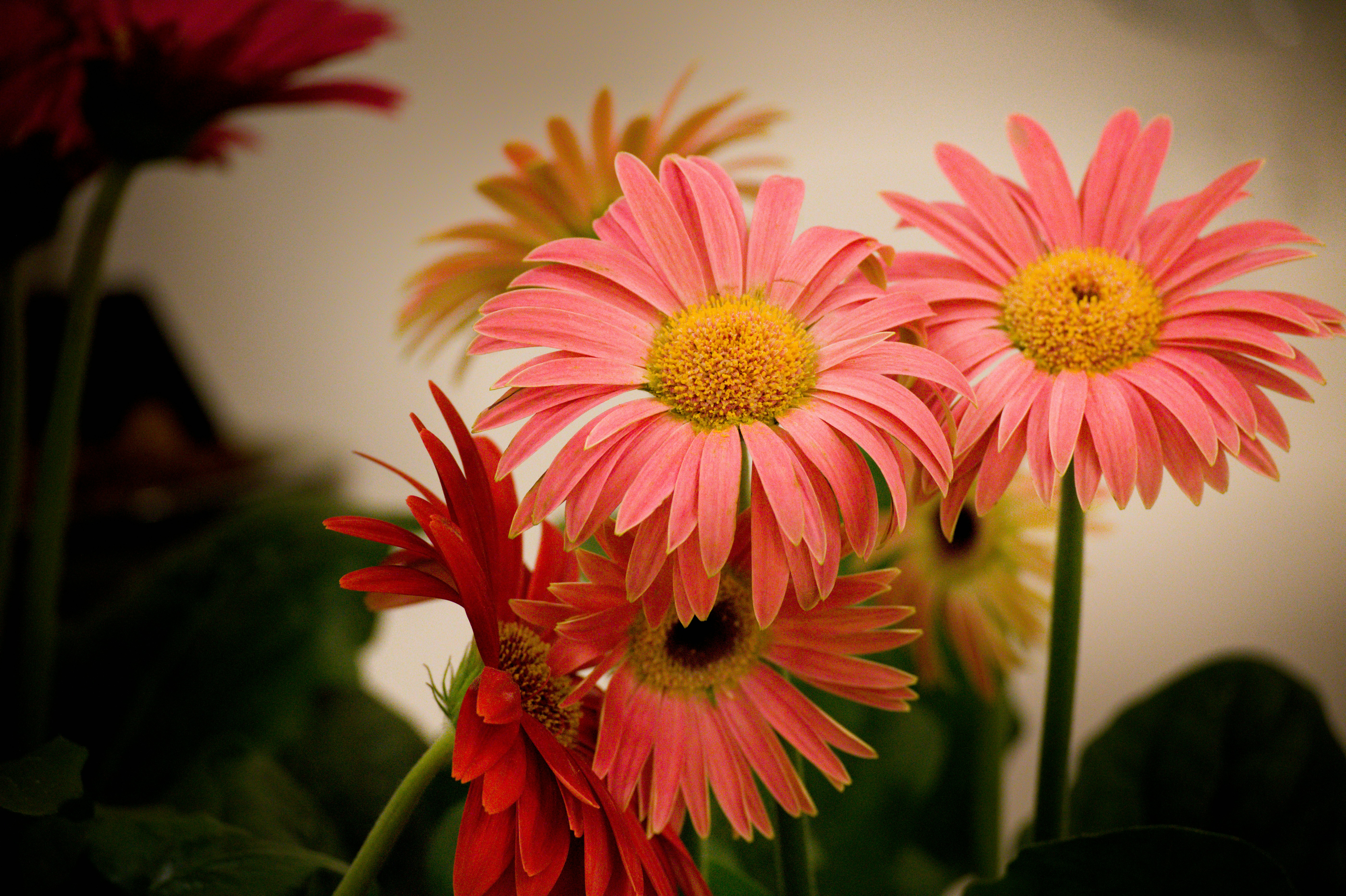 Photo by Amin Zabardast with Nikon Z30